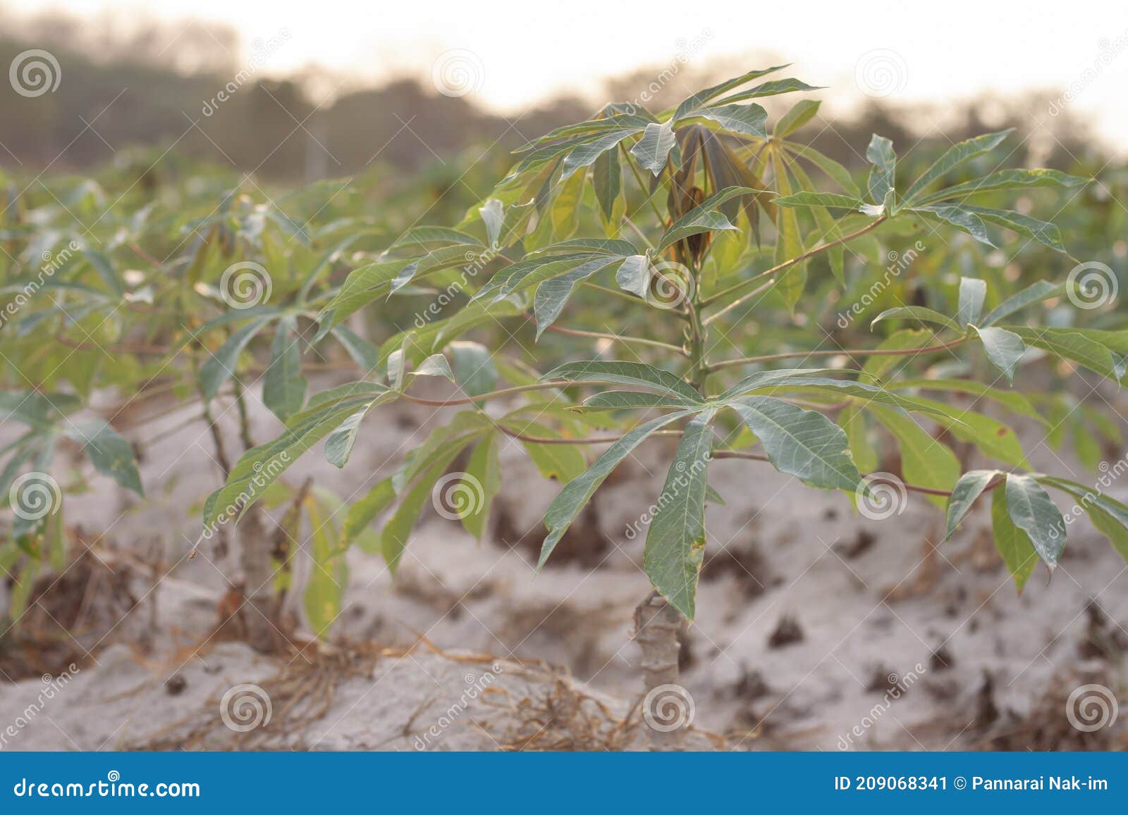 Young Cassava or Tapioca Tree Plantation in the Evening. Stock Image ...
