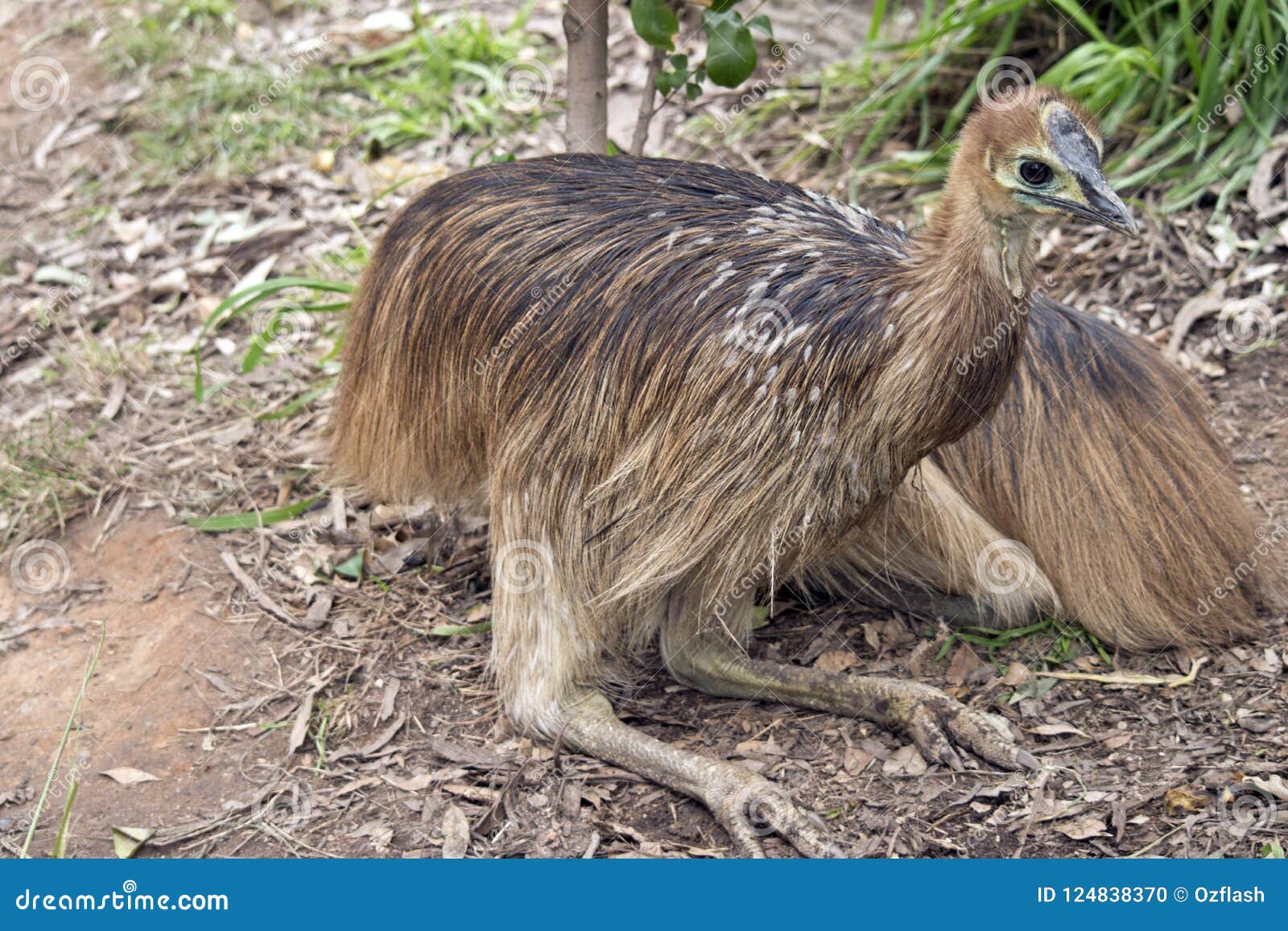 Young cassowary chick stock photo. Image of long, bird - 124838370