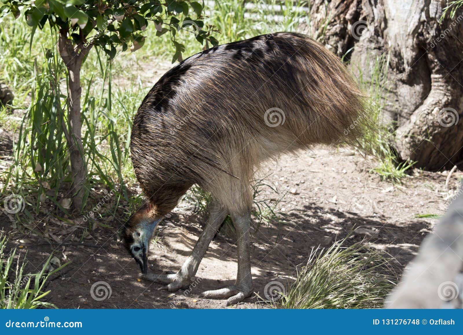 A young cassowary stock photo. Image of cassowary, eating - 131276748