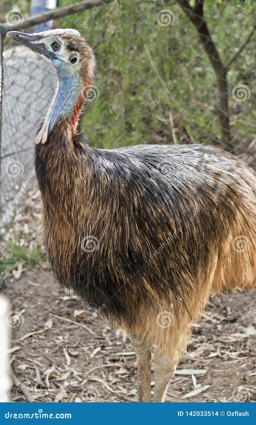 A young cassowary stock photo. Image of wattle, black - 142033514