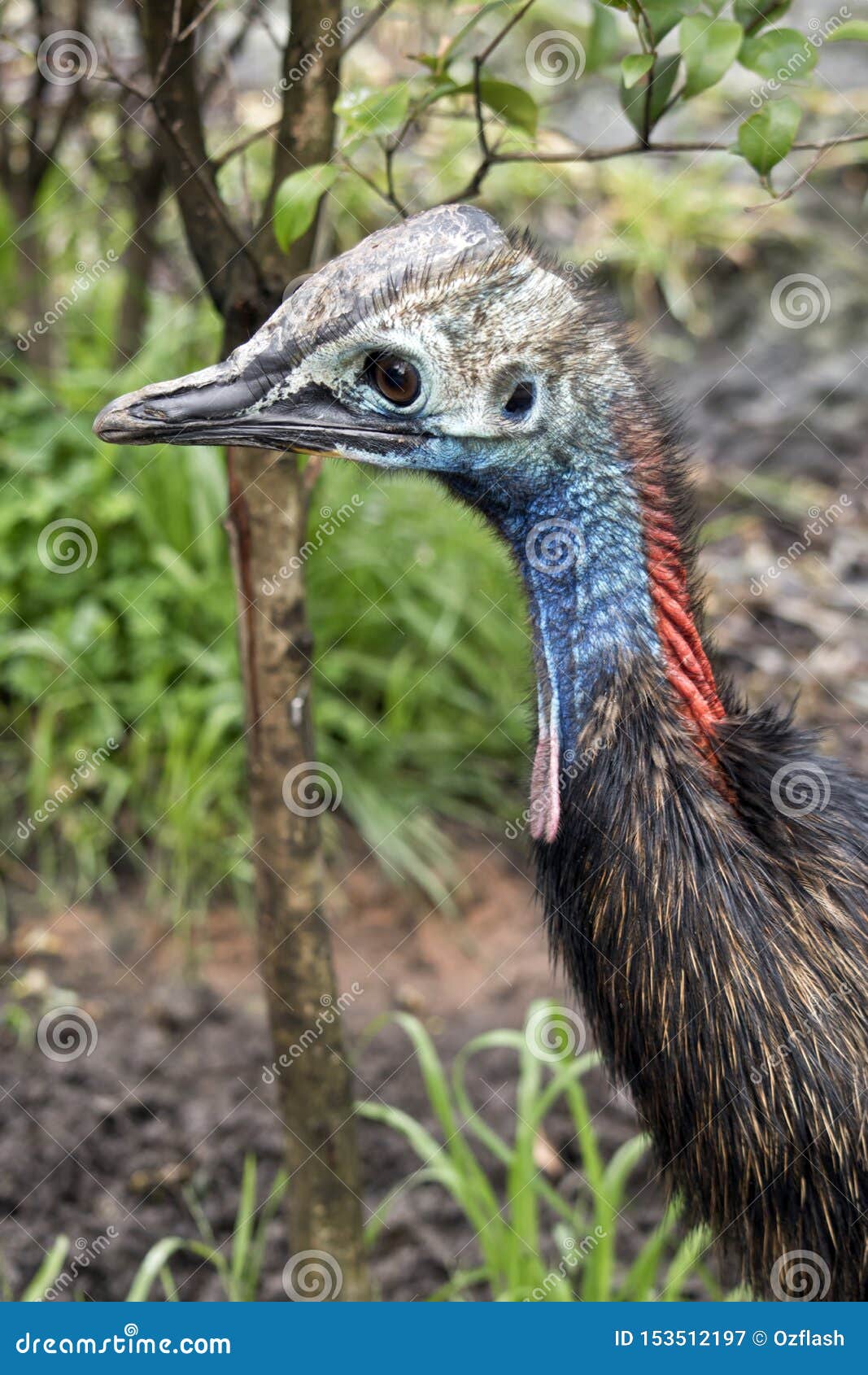 A young cassowary stock image. Image of tail, unusual - 153512197