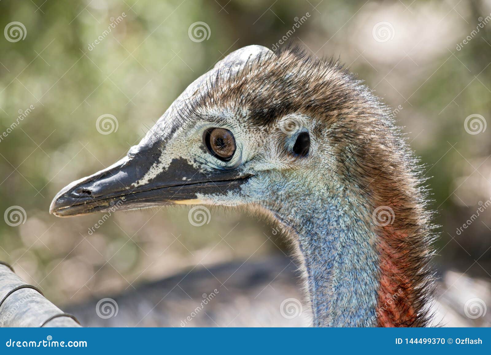 A young cassowary stock photo. Image of eyes, plumage - 144499370
