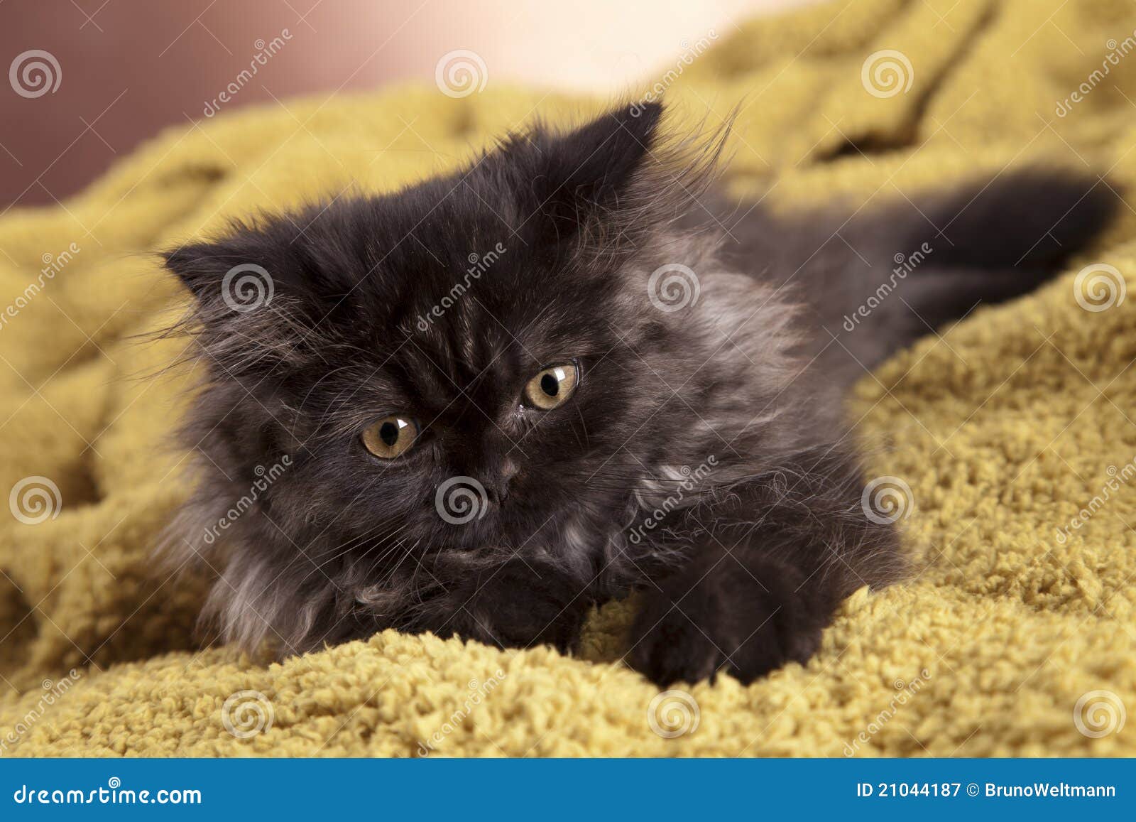 Young Cat stock image. Image of british, portrait, longhair - 21044187