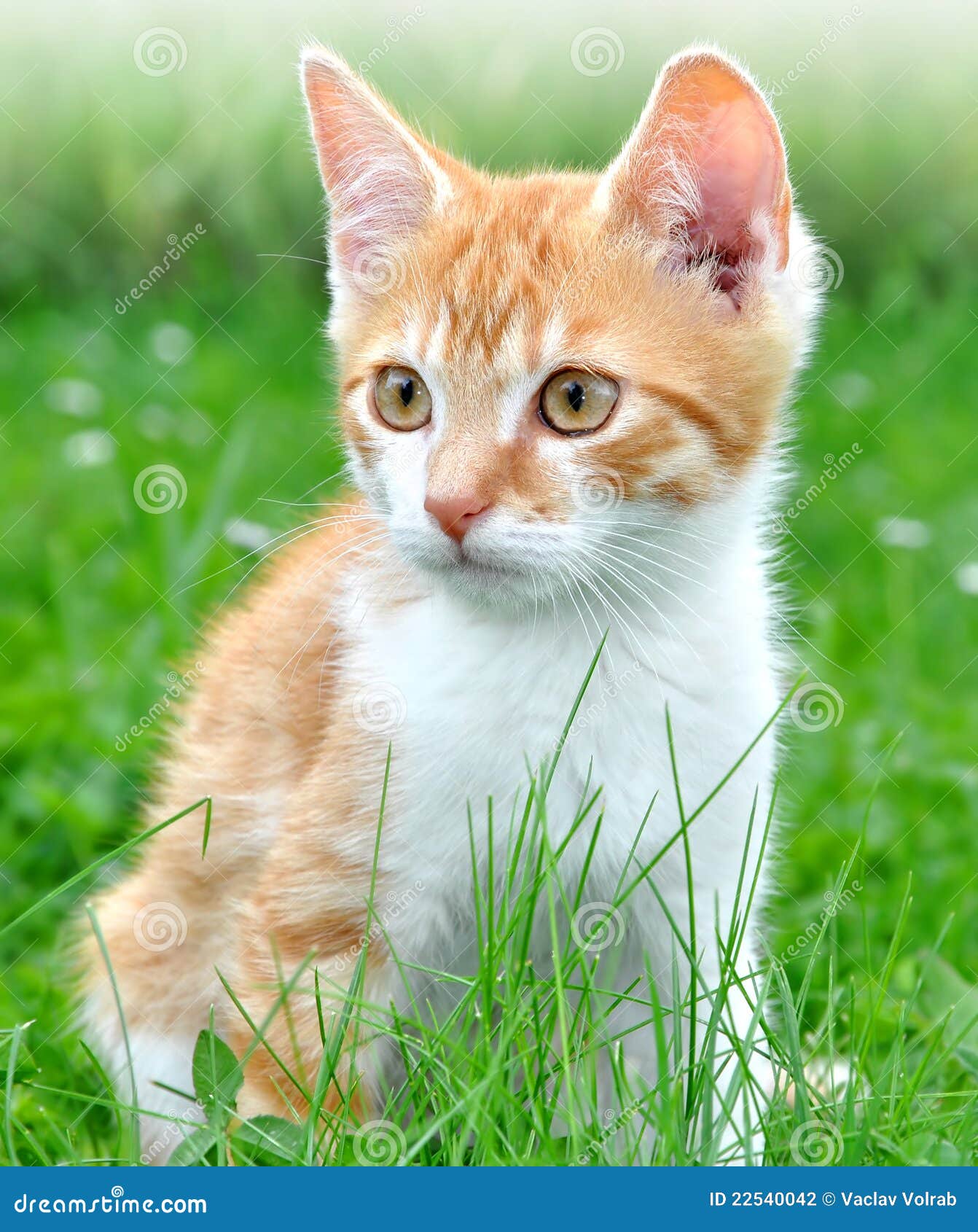 Young cat stock photo. Image of lovely, home, nature - 22540042