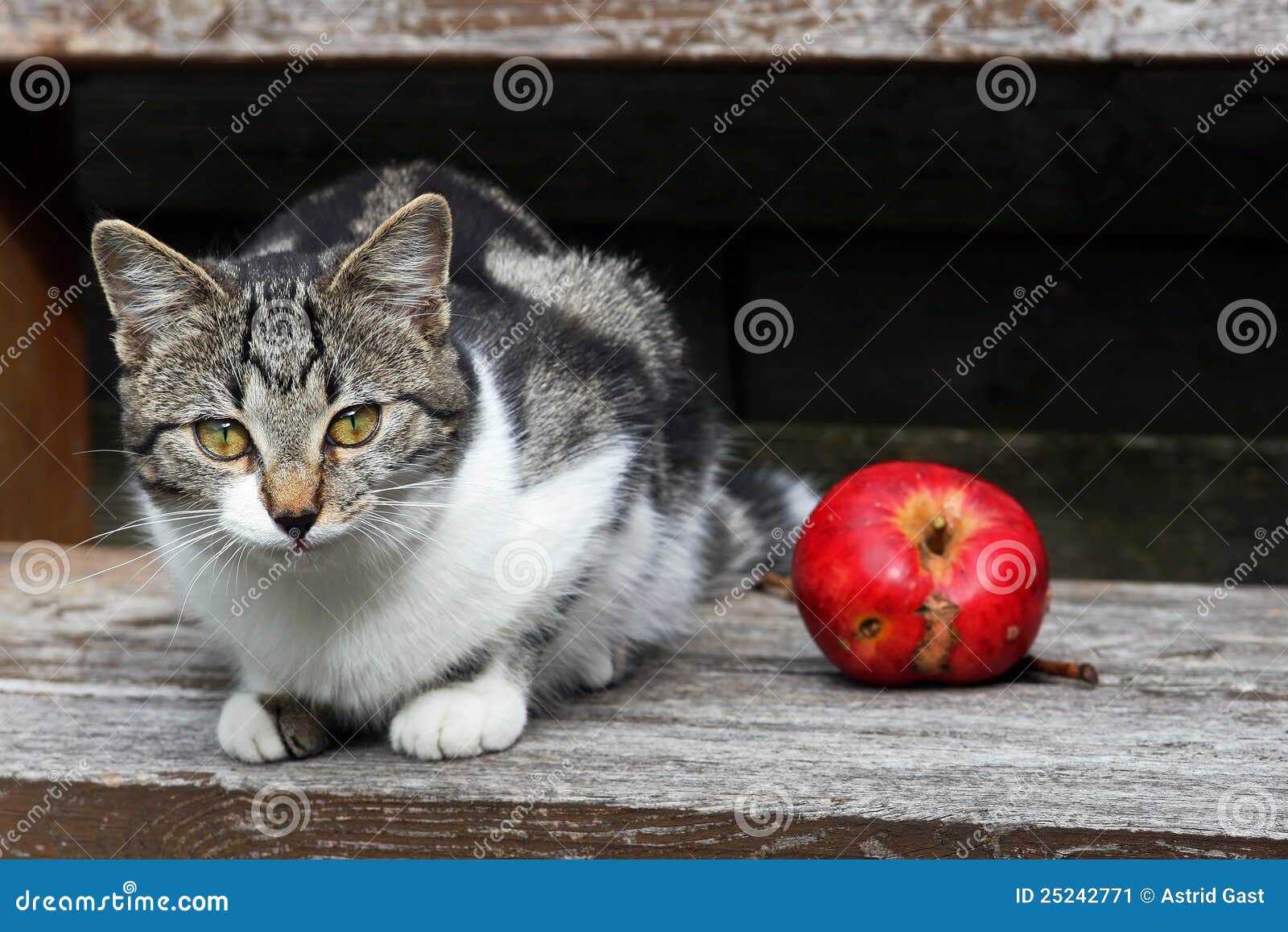 A Young cat with apple stock image. Image of curiosity - 25242771
