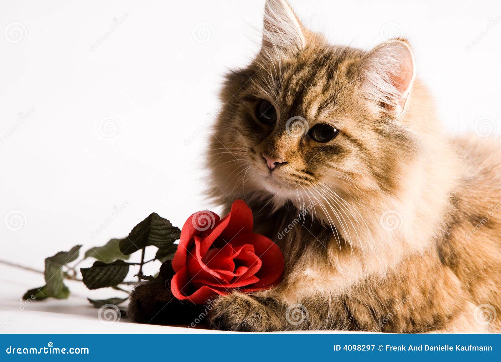 Young cat is asking stock image. Image of love, background - 4098297
