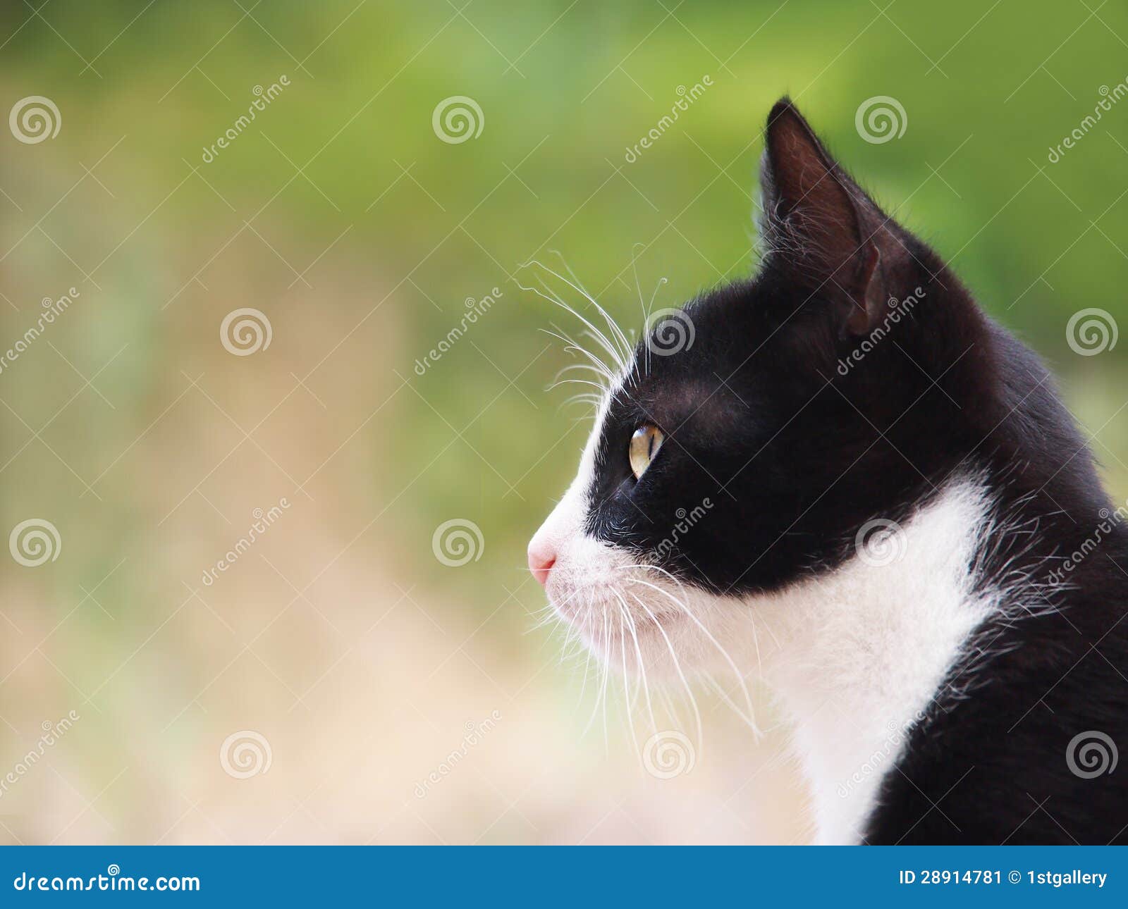 Young Cat, Black and White, (12), Close-up, Side View Stock Image ... Young Cat, Black and White, (12), Close-up, Side View Stock Image ...