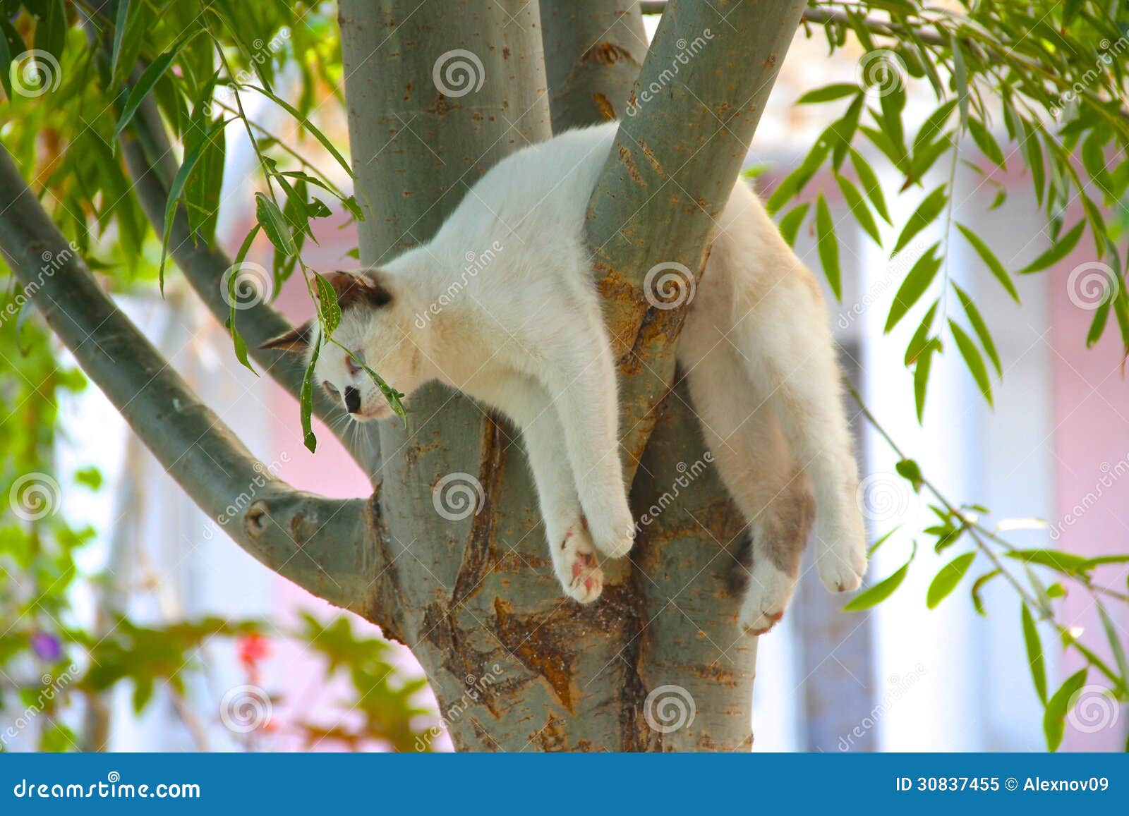 Young cat on the branch stock image. Image of comedy - 30837455
