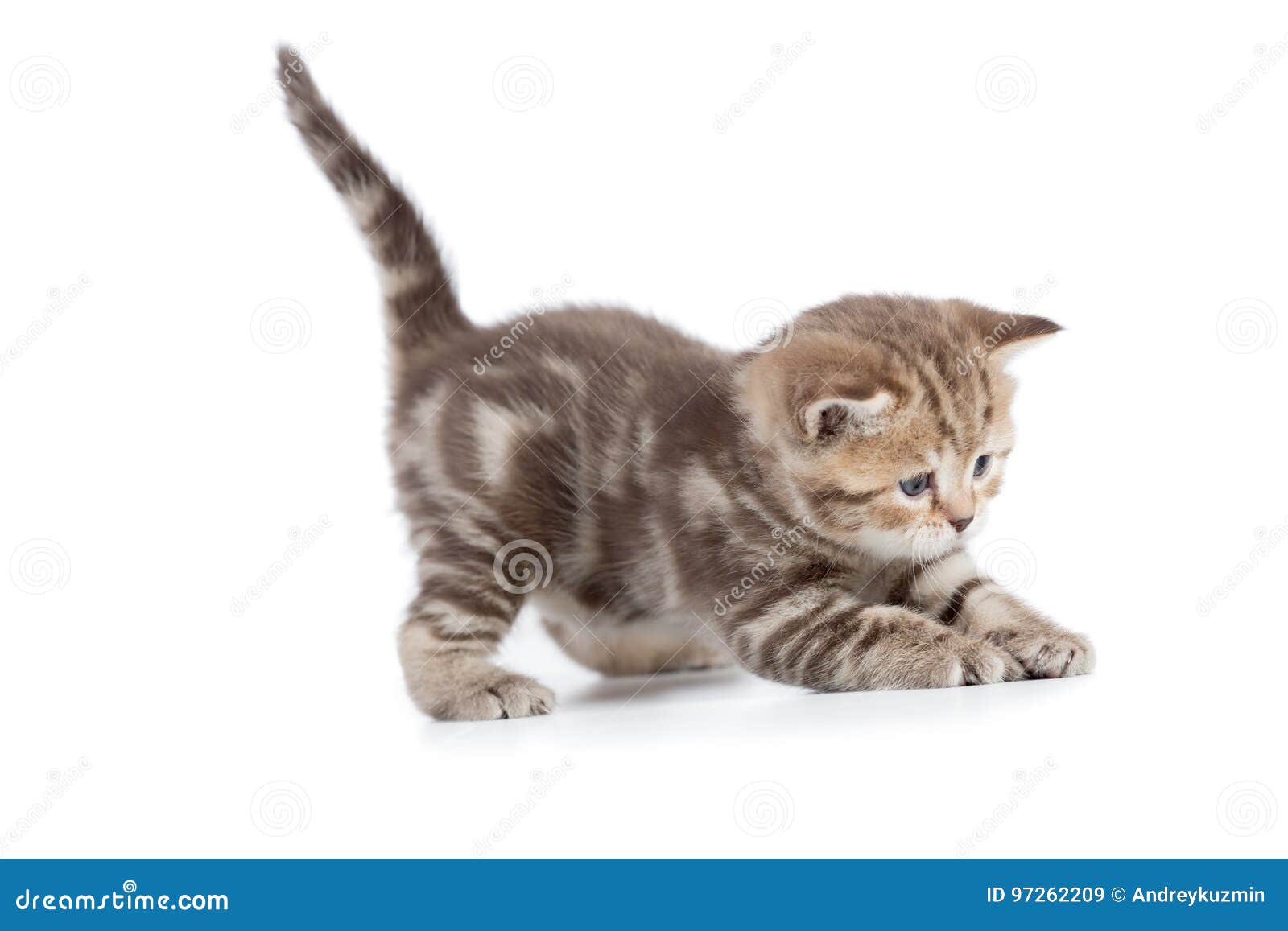 Young Cat Catching Something Isolated Stock Image - Image of pretty ...