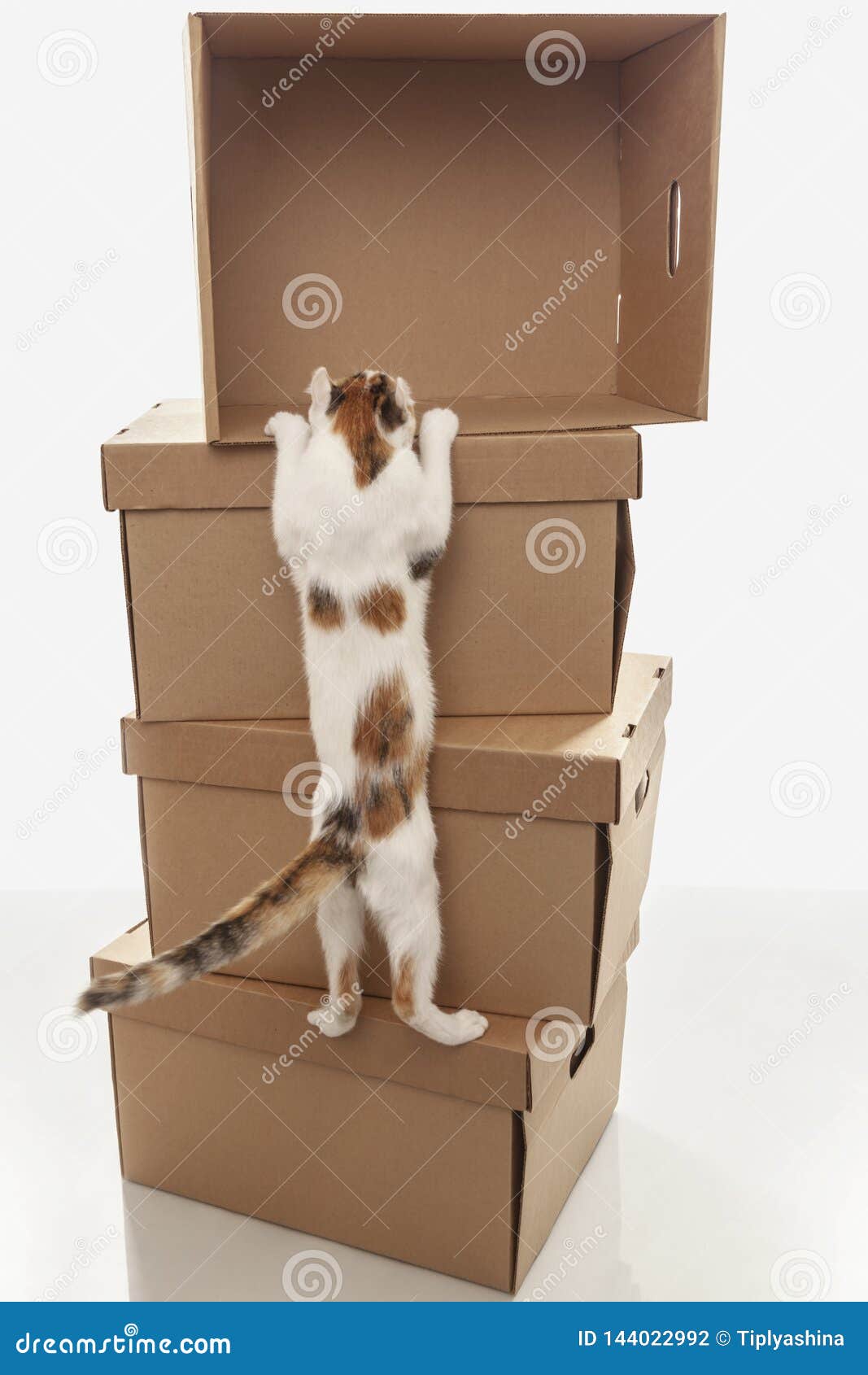 A Young Cat Climbs into an Empty Cardboard Box, Standing at the Top of ...