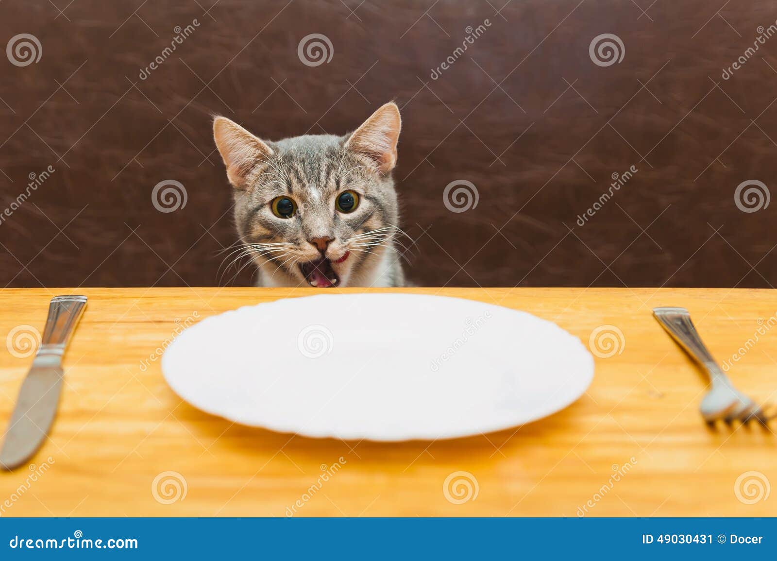 Young Cat after Eating Food from Kitchen Plate Stock Image - Image of ...