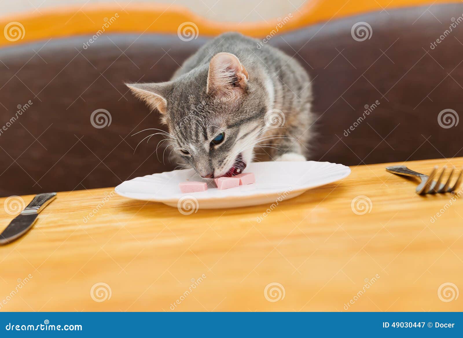 Young Cat Eating Food from Kitchen Plate Stock Image - Image of ...