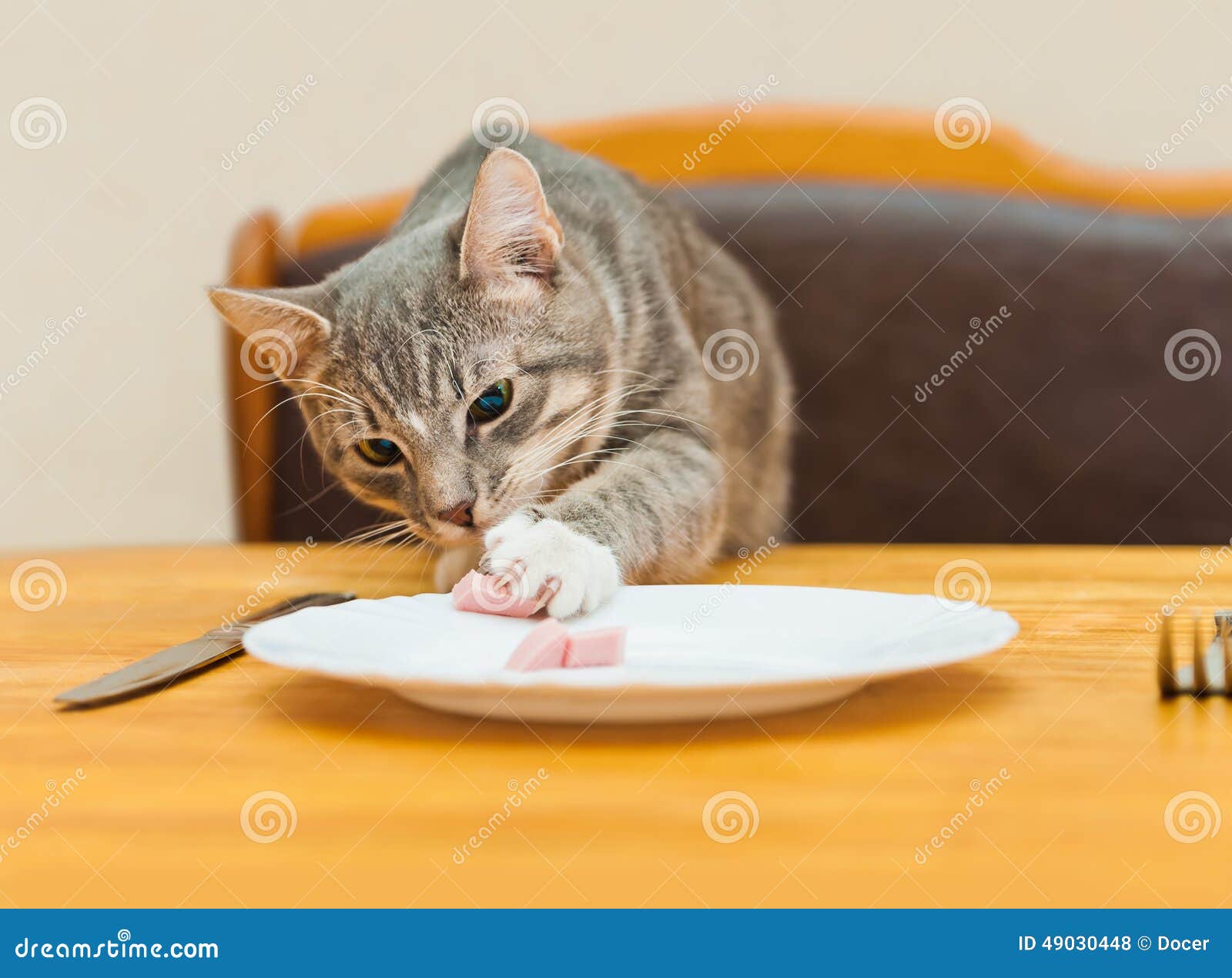 Young Cat Eating Food from Kitchen Plate Stock Photo - Image of ...