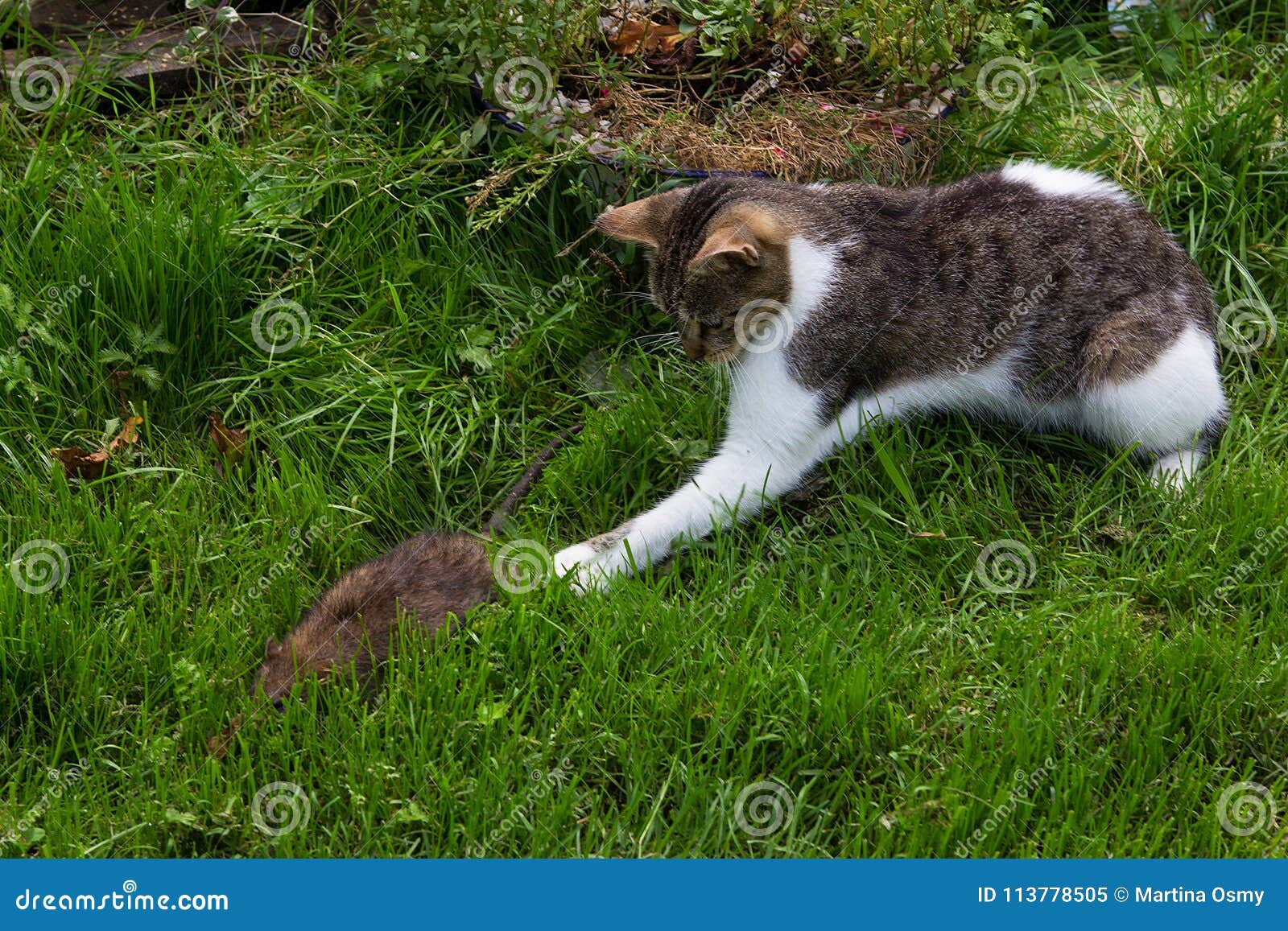Young Cat is Fighting with a Rat. Stock Image - Image of life, bold ...