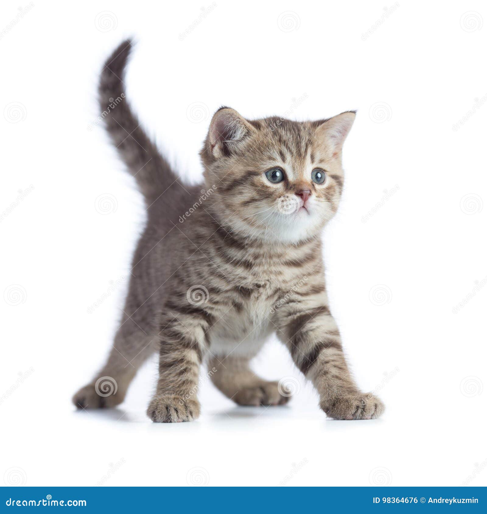 Young Cat Front View Standing Isolated Stock Photo - Image of curious ...
