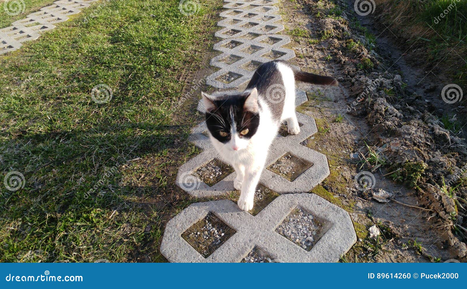 Young cat going home stock photo. Image of young, grass - 89614260