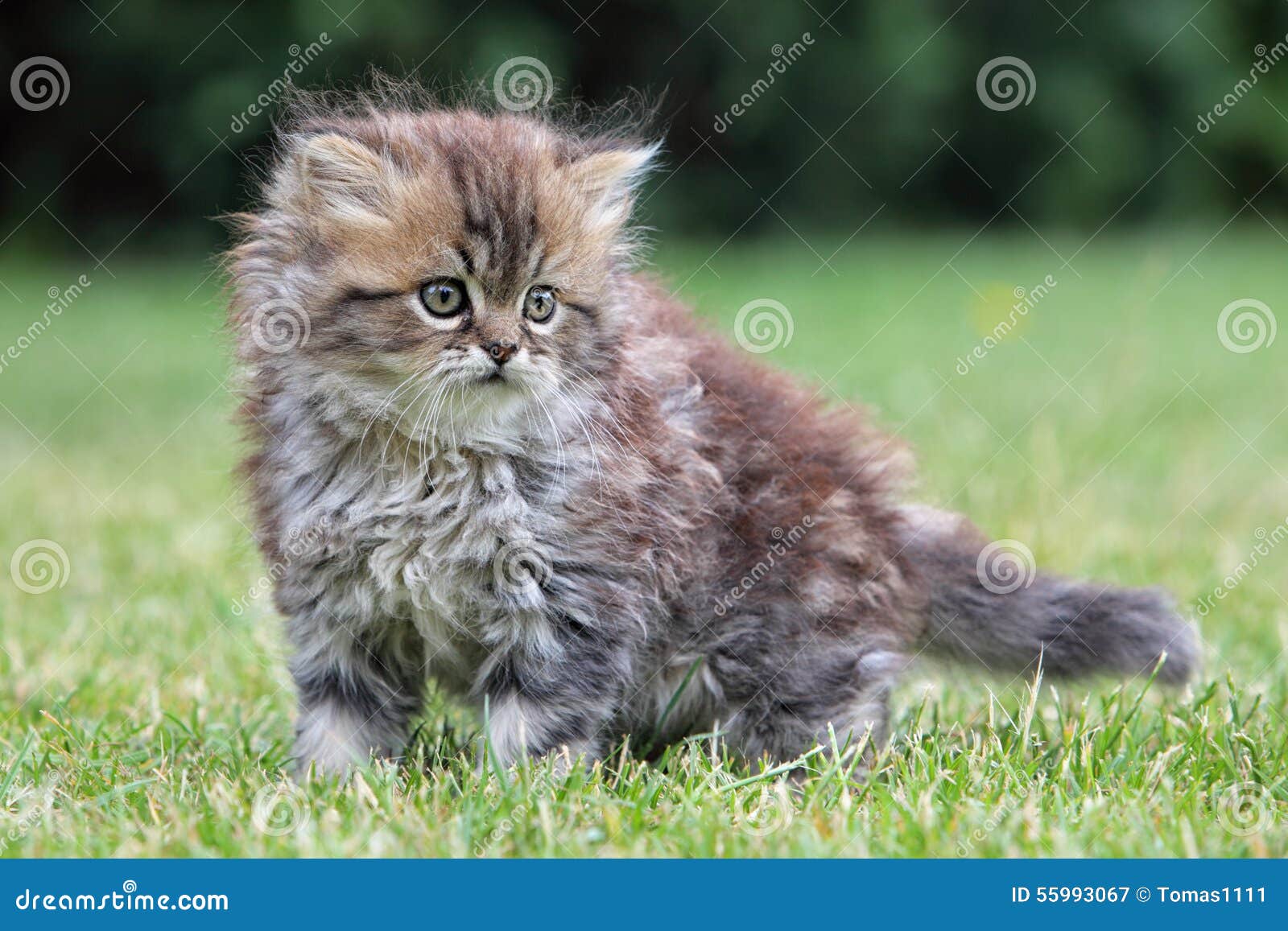 Young cat, green outdoor stock image. Image of grass - 55993067