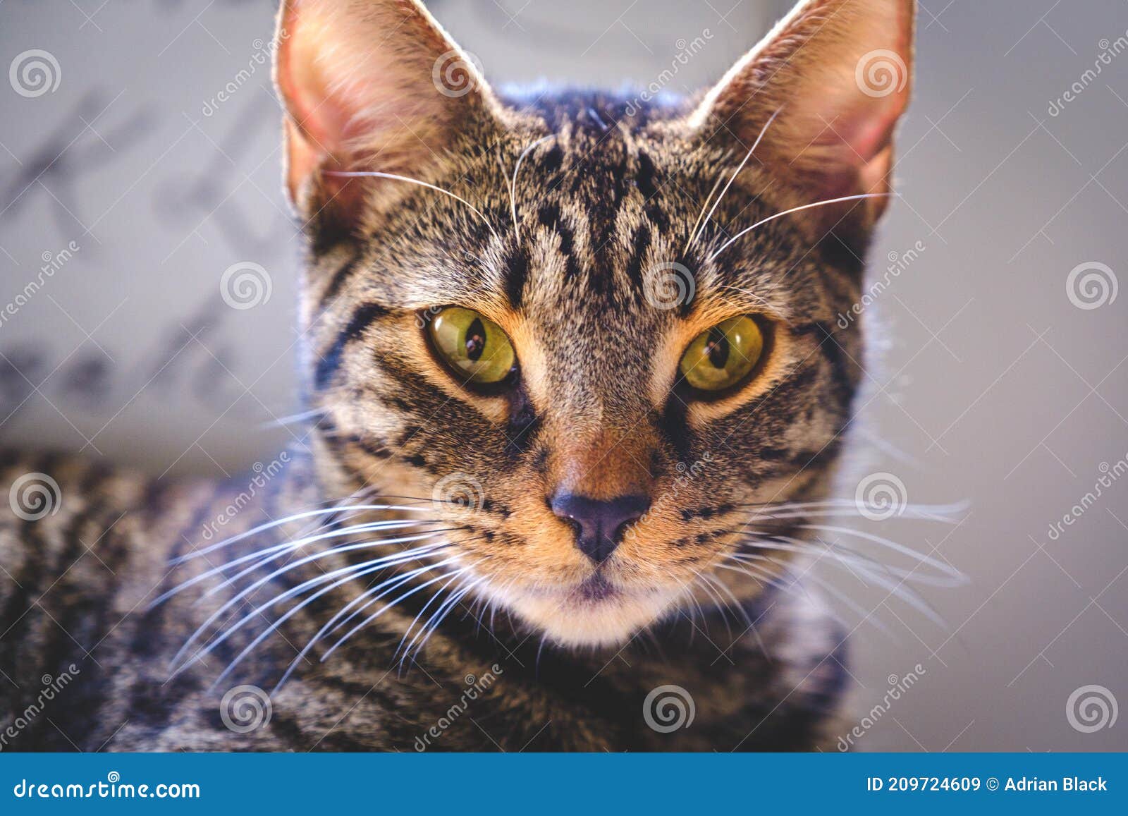 Young cat stock image. Image of nature, kitty, headshot - 209724609