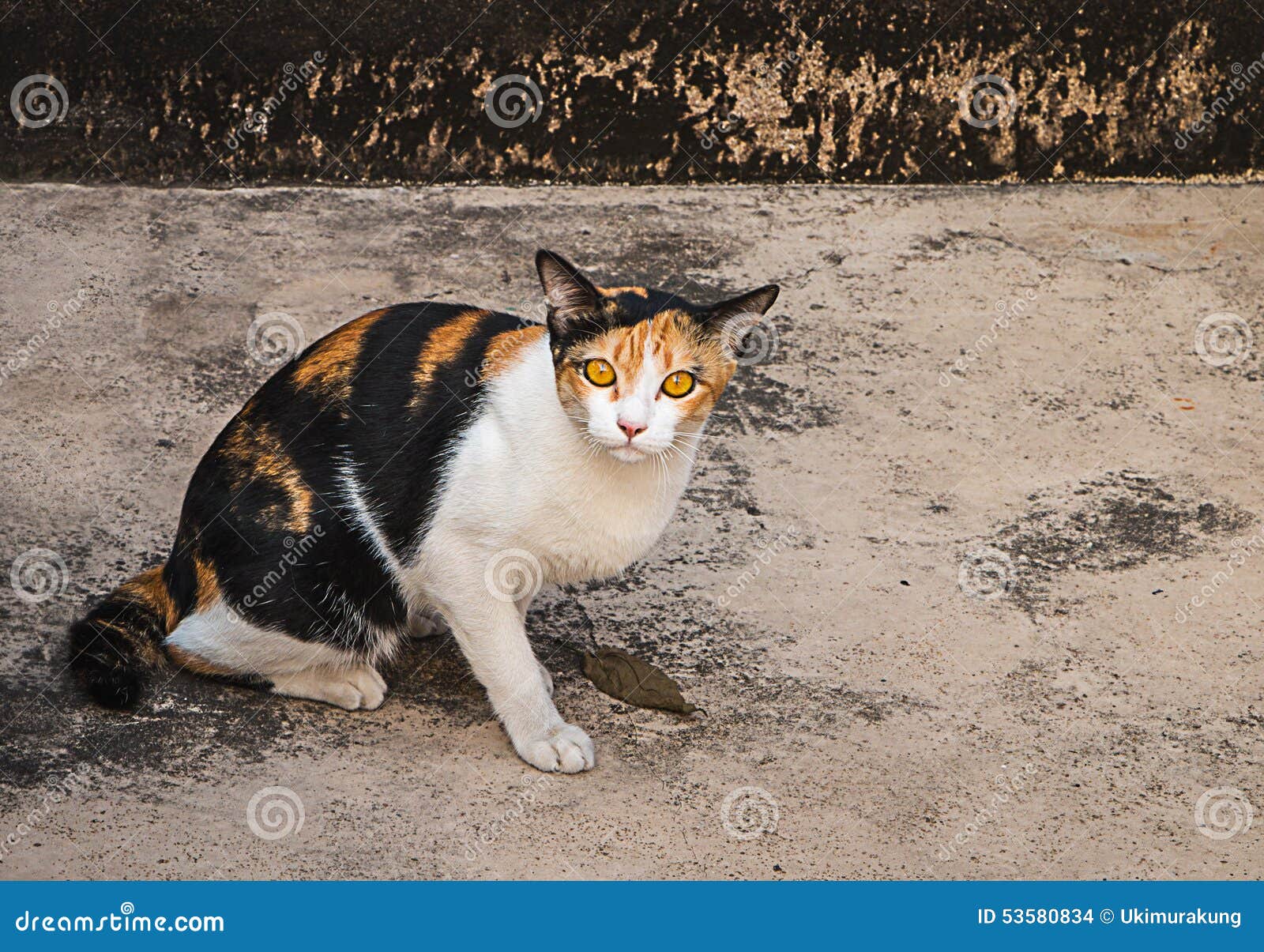 Young Cat Homeless is Scared Stock Photo - Image of green, closeup ...