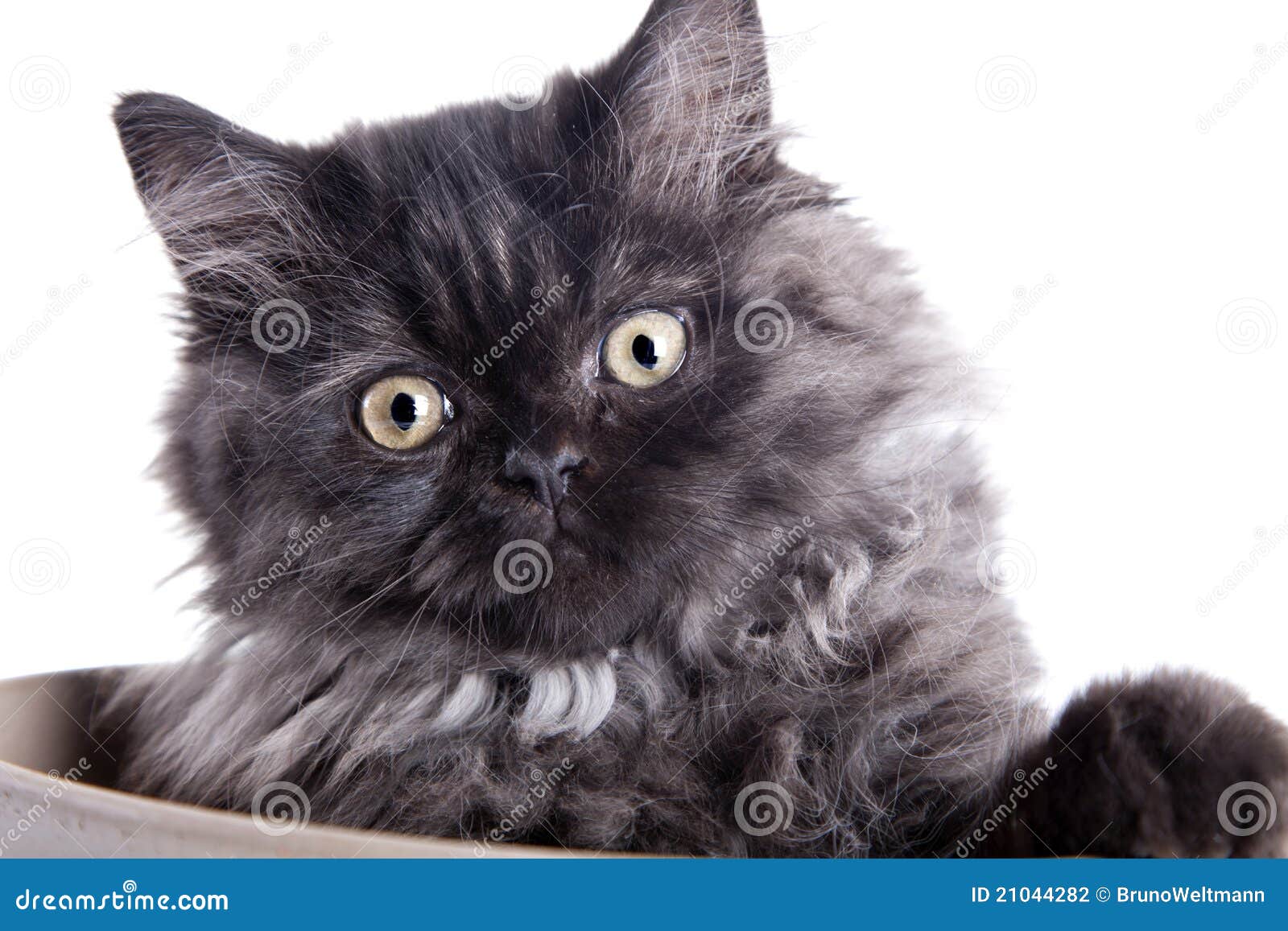 Young Cat isolated stock photo. Image of indoors, people - 21044282