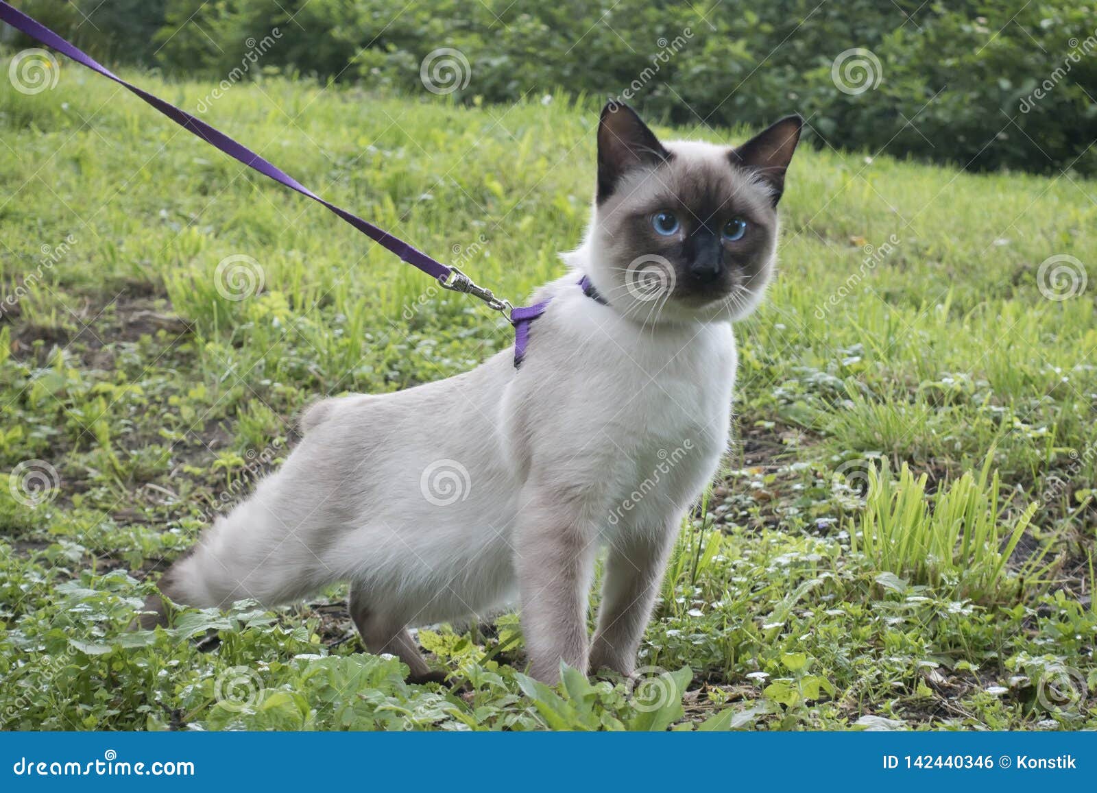 Young Cat, Kitten Siamese Type ,Mekong Bobtail Walks in a Grass Stock ...