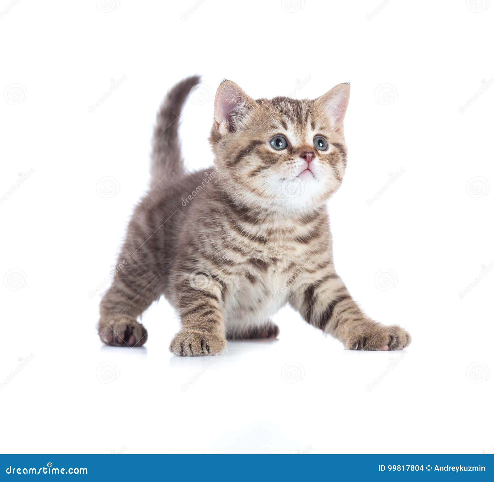 Cat Front View Standing