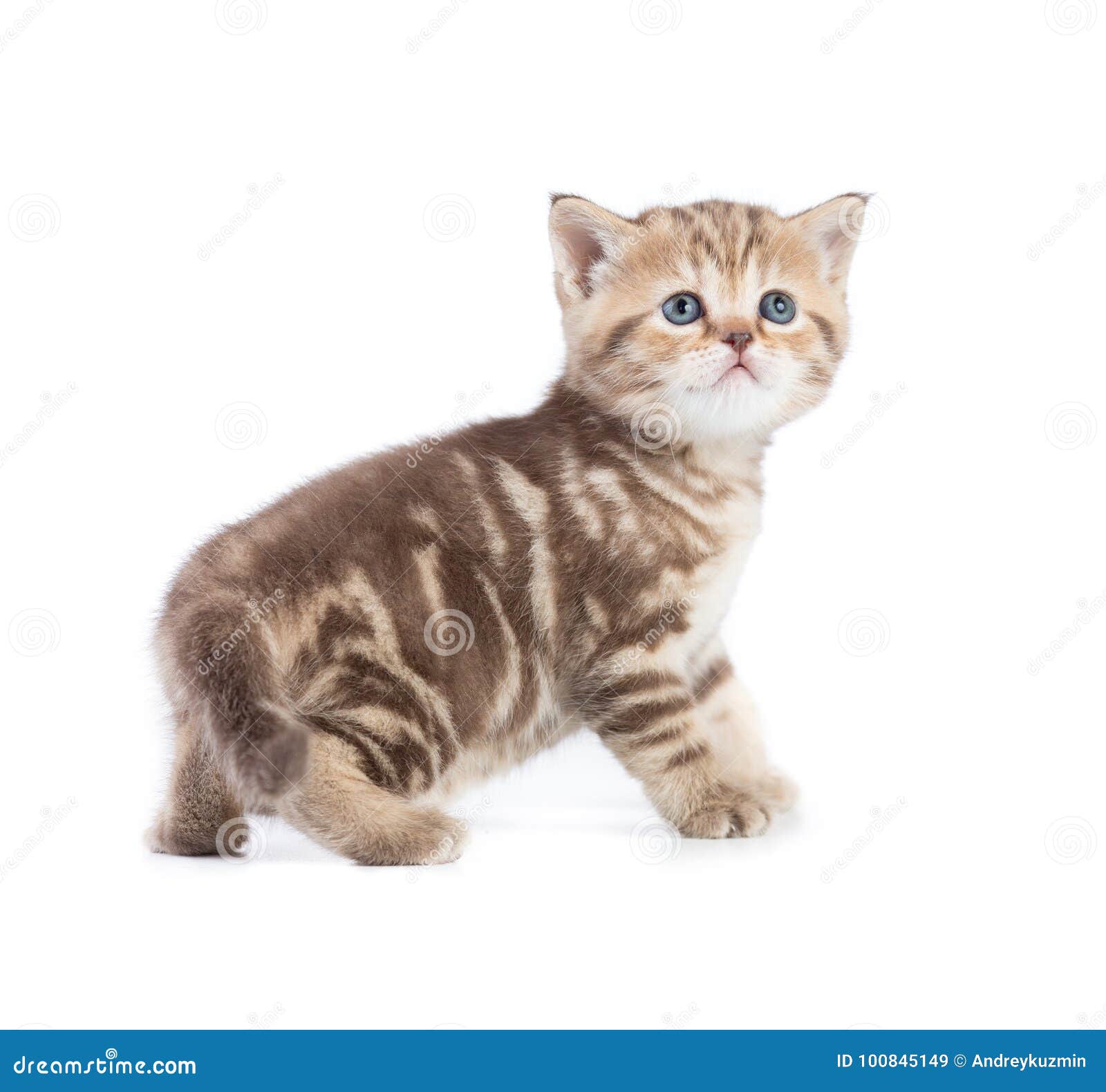 Young Cat or Kitten Standing and Looking Up Side View Isolated Stock ...