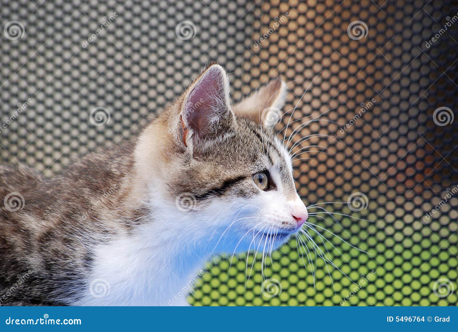 Young cat looking alert stock photo. Image of youngster - 5496764