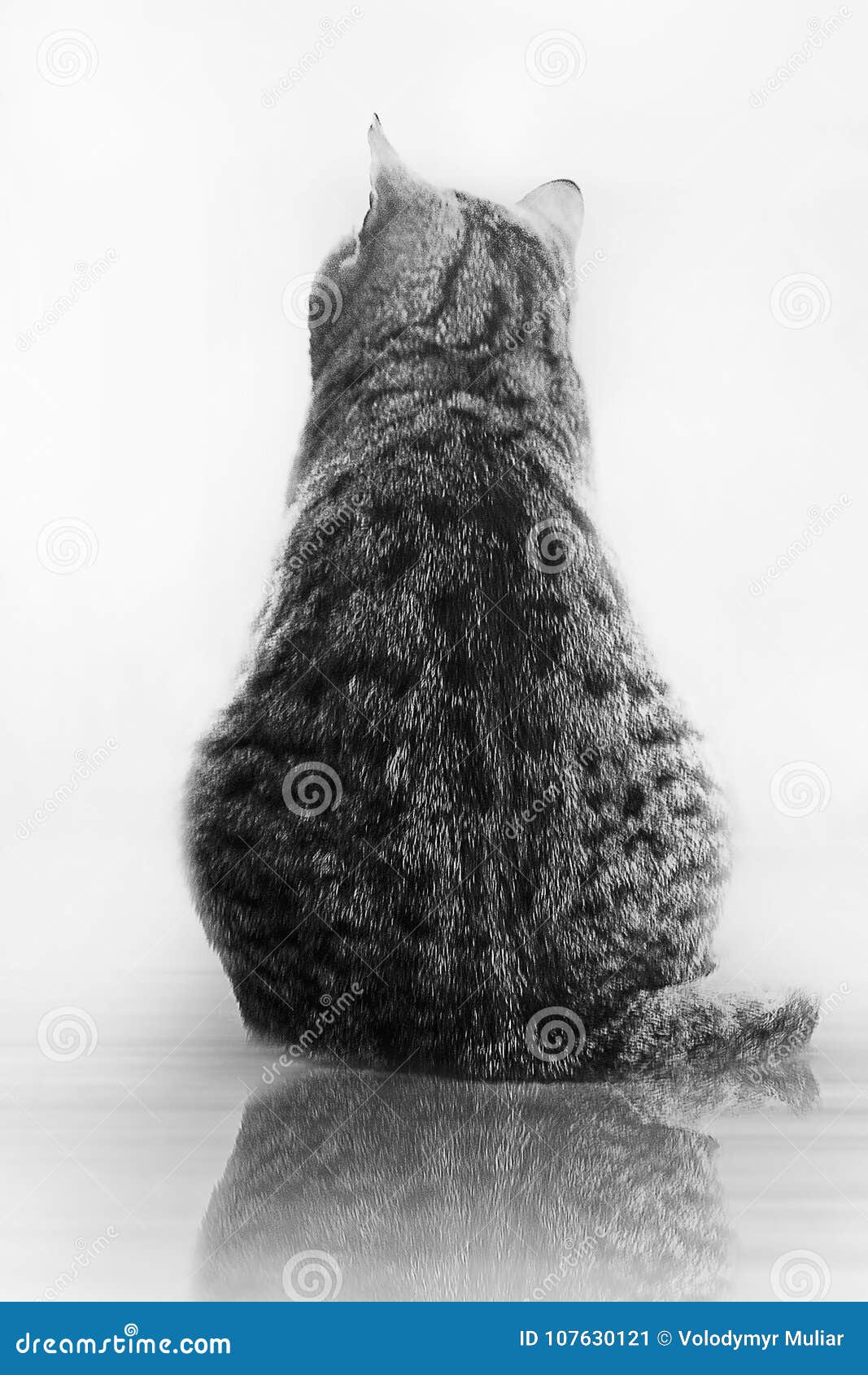 Young Cat Looking into the Distance, View from the Back, Black a Stock ...