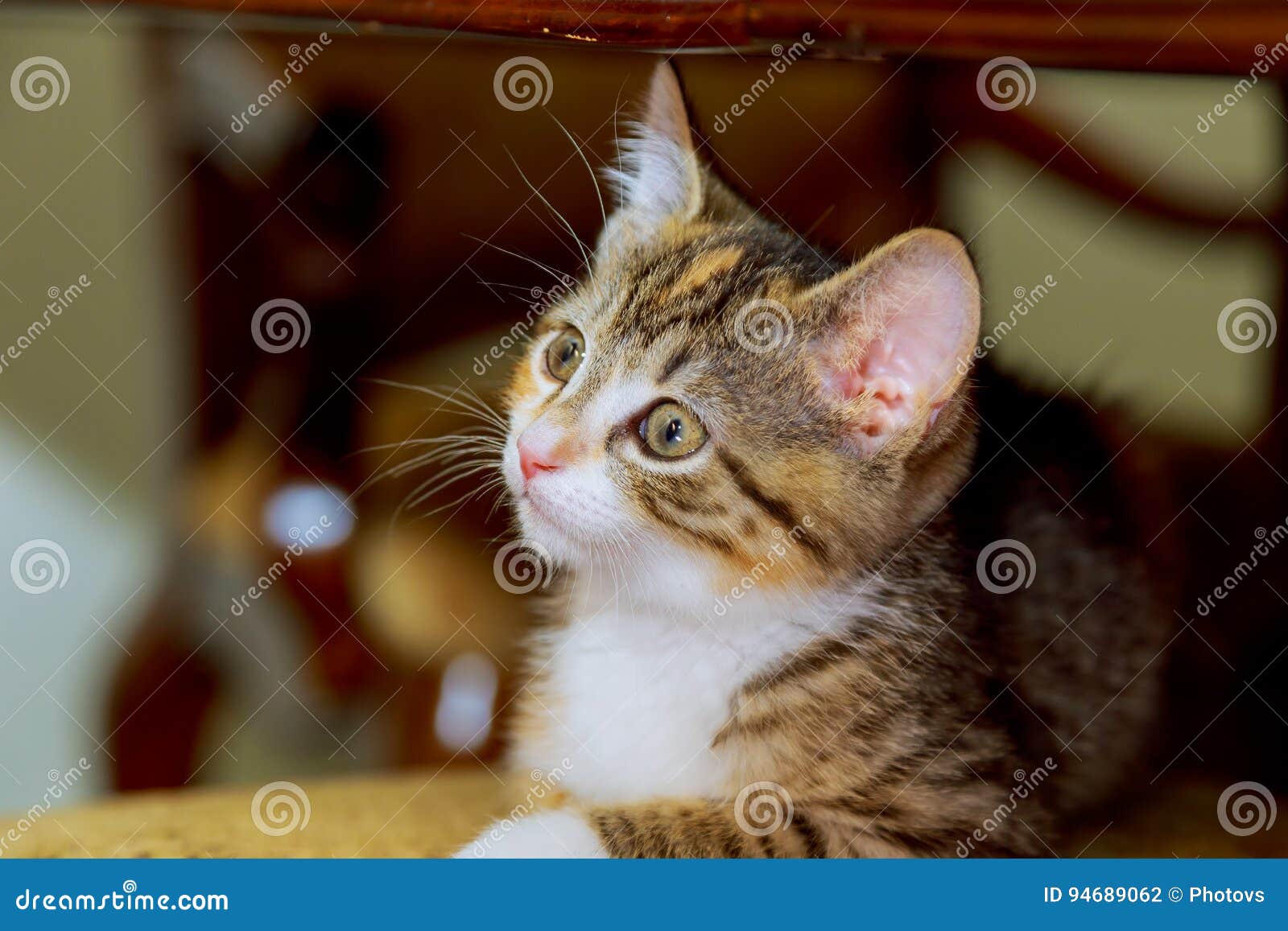 Young Cat is Looking Forward Stock Photo - Image of child, curious ...