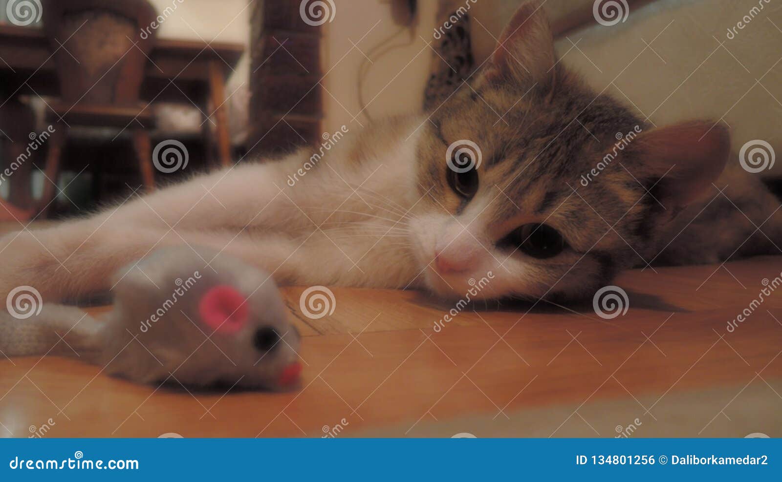 A Young Cat Looking a Mouse. Stock Photo - Image of nature, young ...
