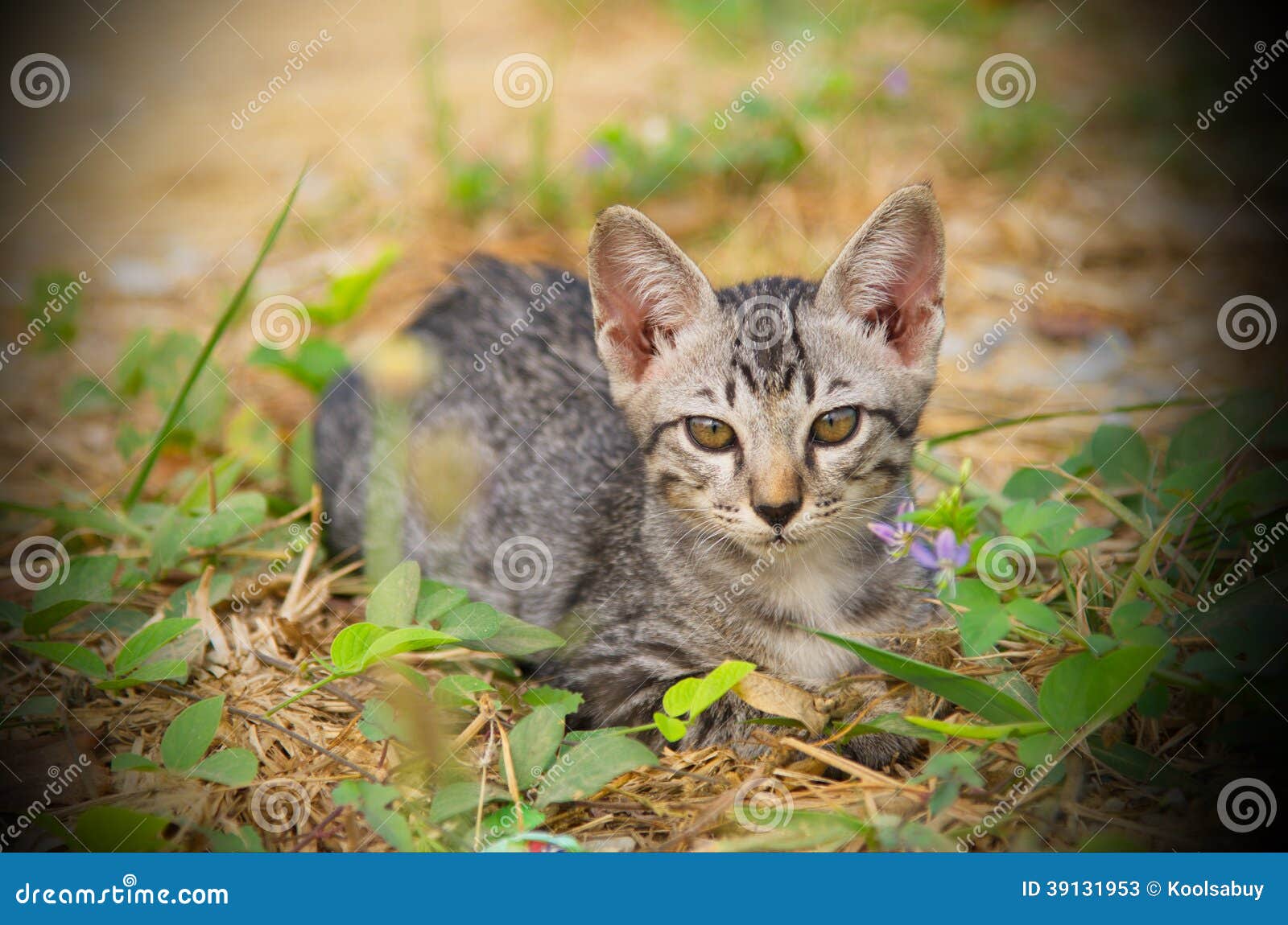 Young cat. stock image. Image of walking, garden, small - 39131953