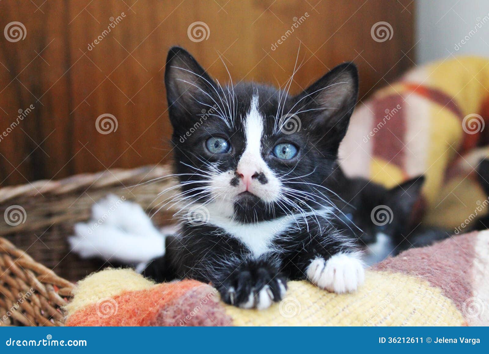 Young cat stock image. Image of confused, small, whiskers - 36212611