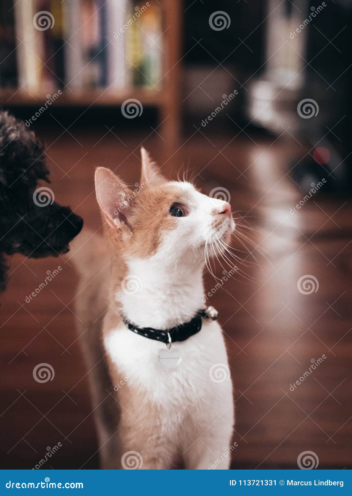 Young Cat with Poodle Looking Up Stock Image - Image of poodle ...
