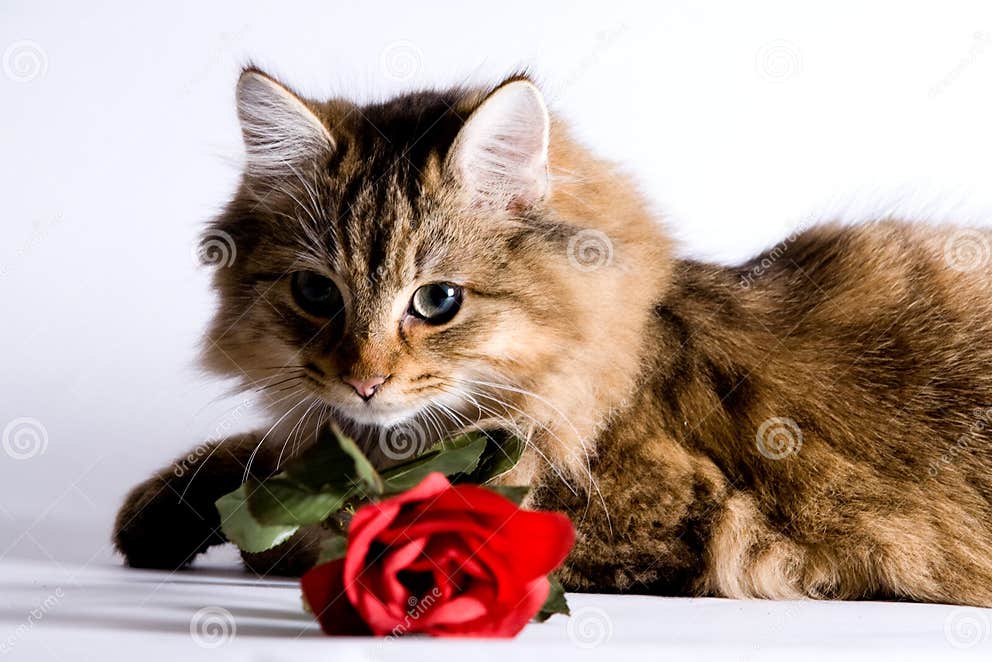 Young cat with a rose stock photo. Image of card, humor - 4087054