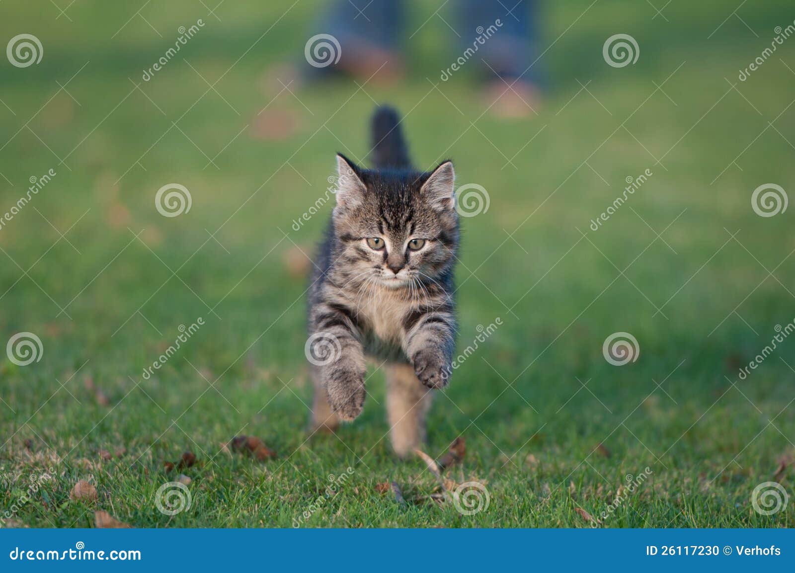Young cat on the run stock photo. Image of green, close - 26117230