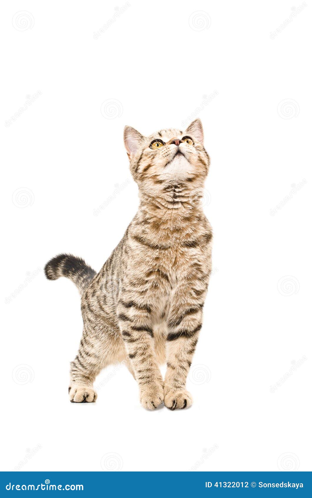 Young Cat Scottish Straight Curious Looking Up Stock Photo - Image of ...