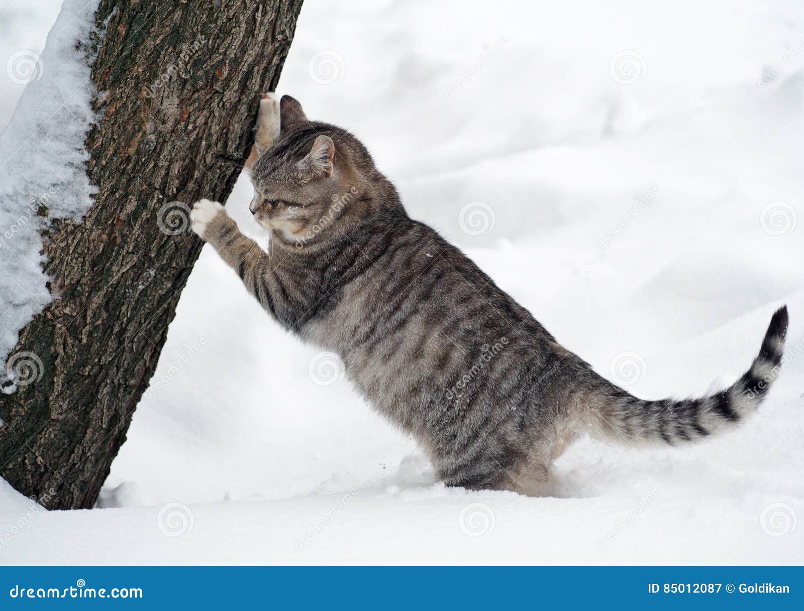 The Young Cat Sharpens Claws Stock Image - Image of striped, trunk ...