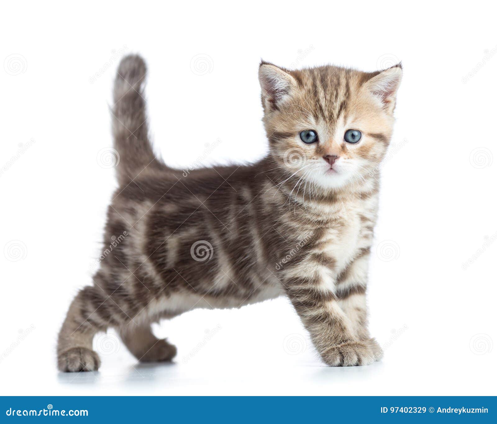 Young Cat Side View Looking Directly To Camera Isolated on White Stock ...