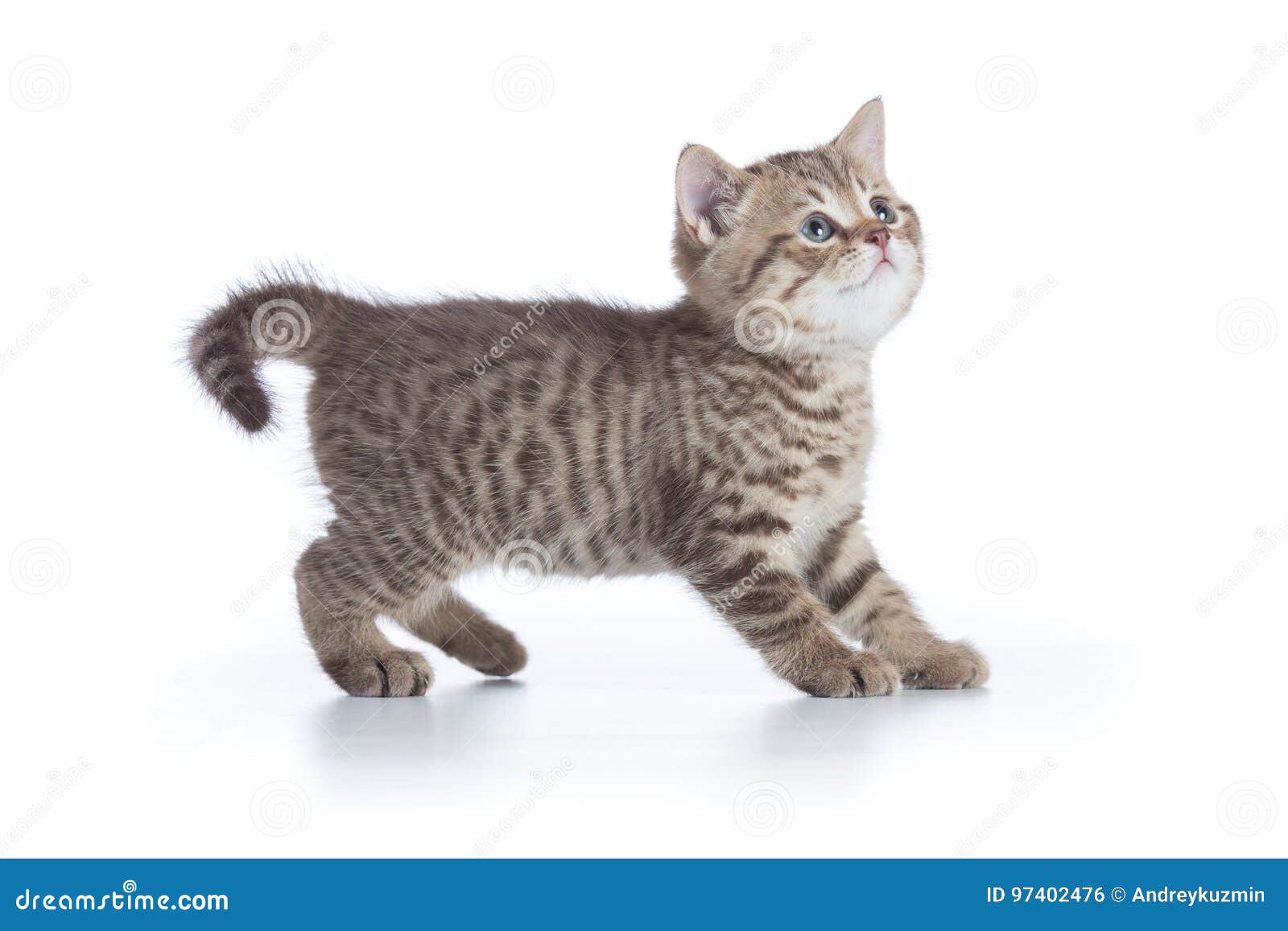 Young Cat Side View Looking Up Isolated Stock Photo - Image of lovable ...