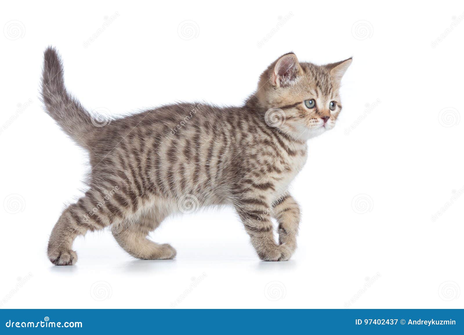 Young Cat Side View. Walking Tabby Kitten Isolated. Stock Image - Image ...