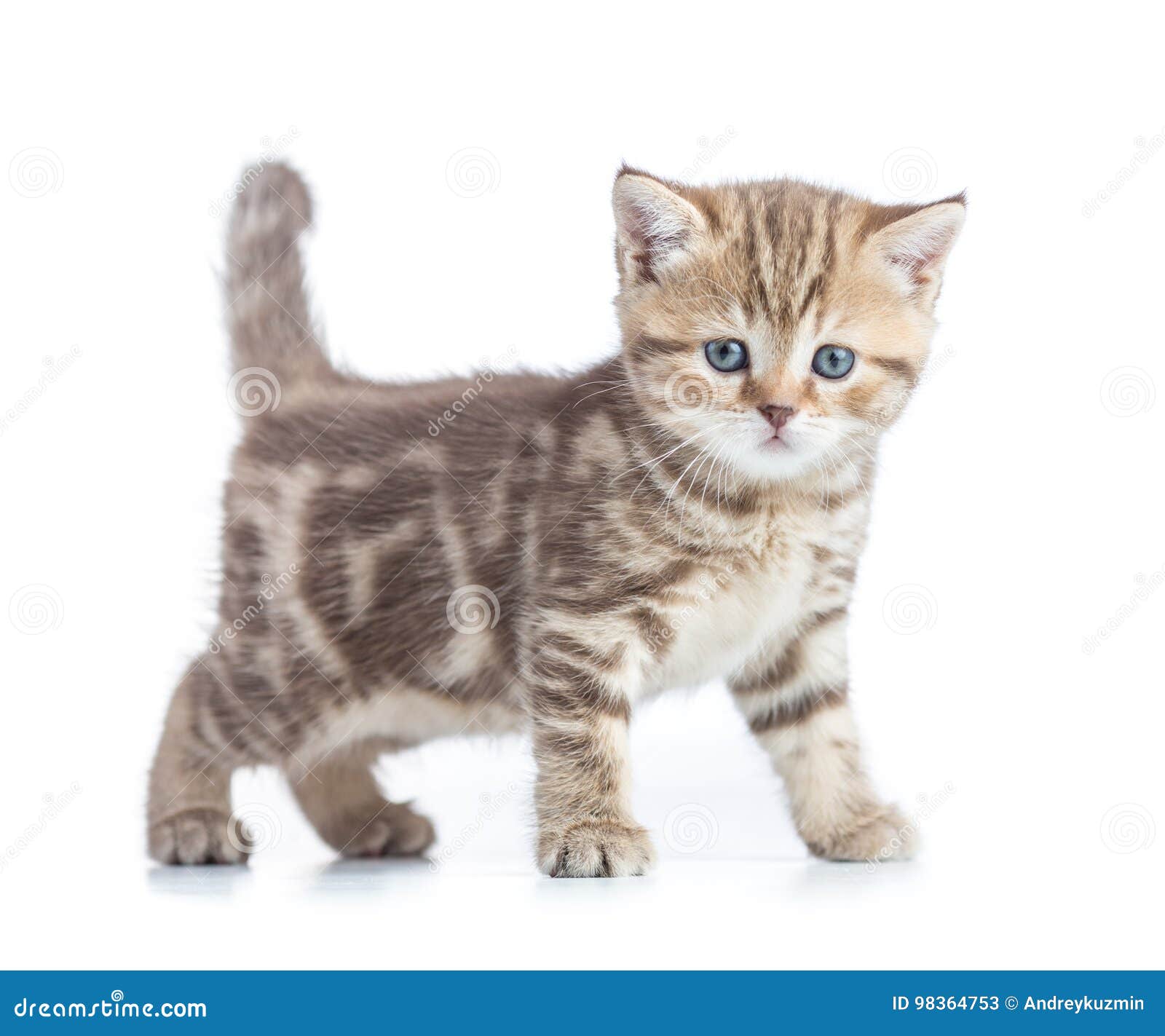 Young Cat Side View. Walking Tabby Kitten Isolated. Stock Image - Image ...