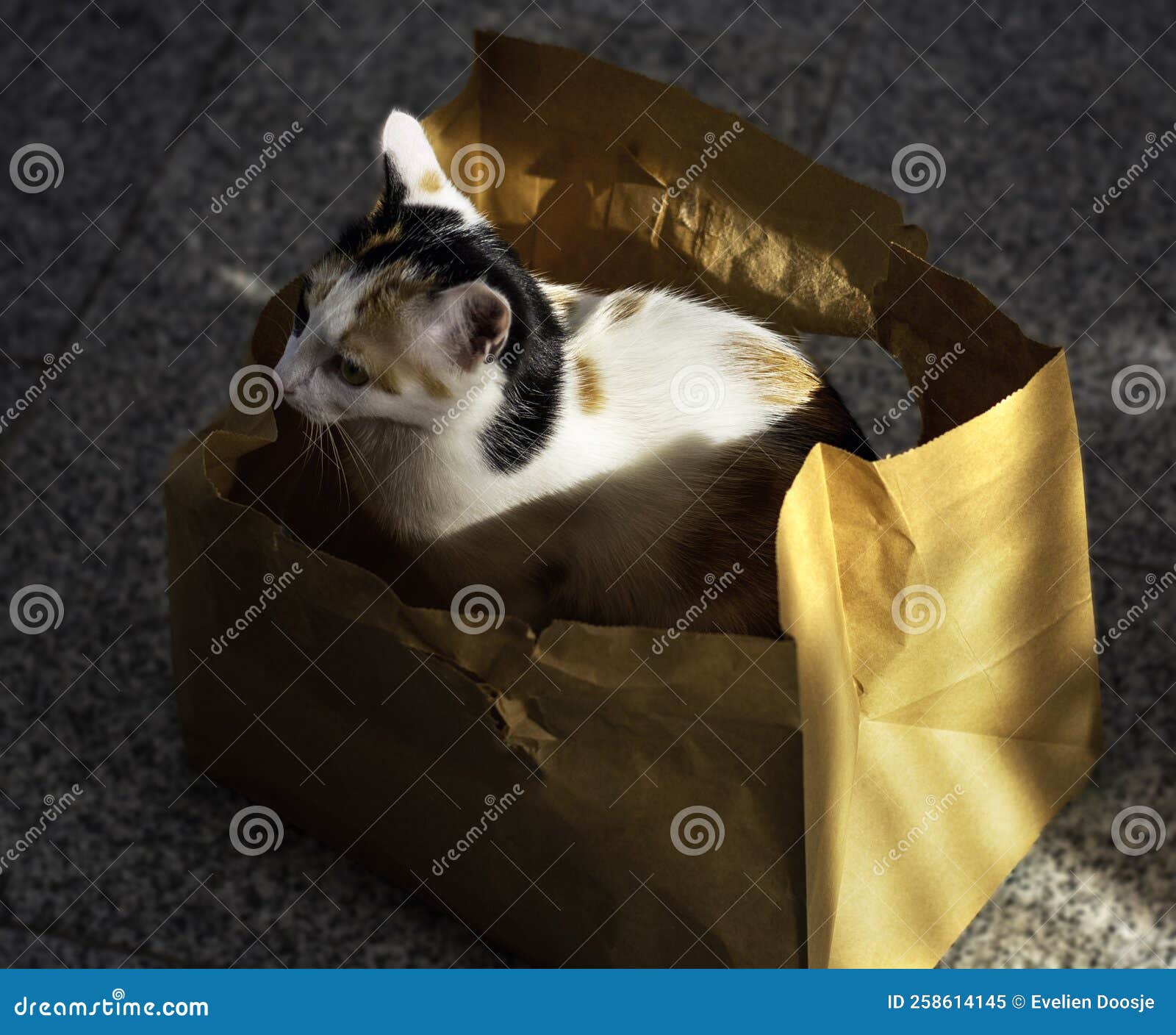 Young Cat Sitting in a Damaged Paper Bag Stock Image - Image of ...