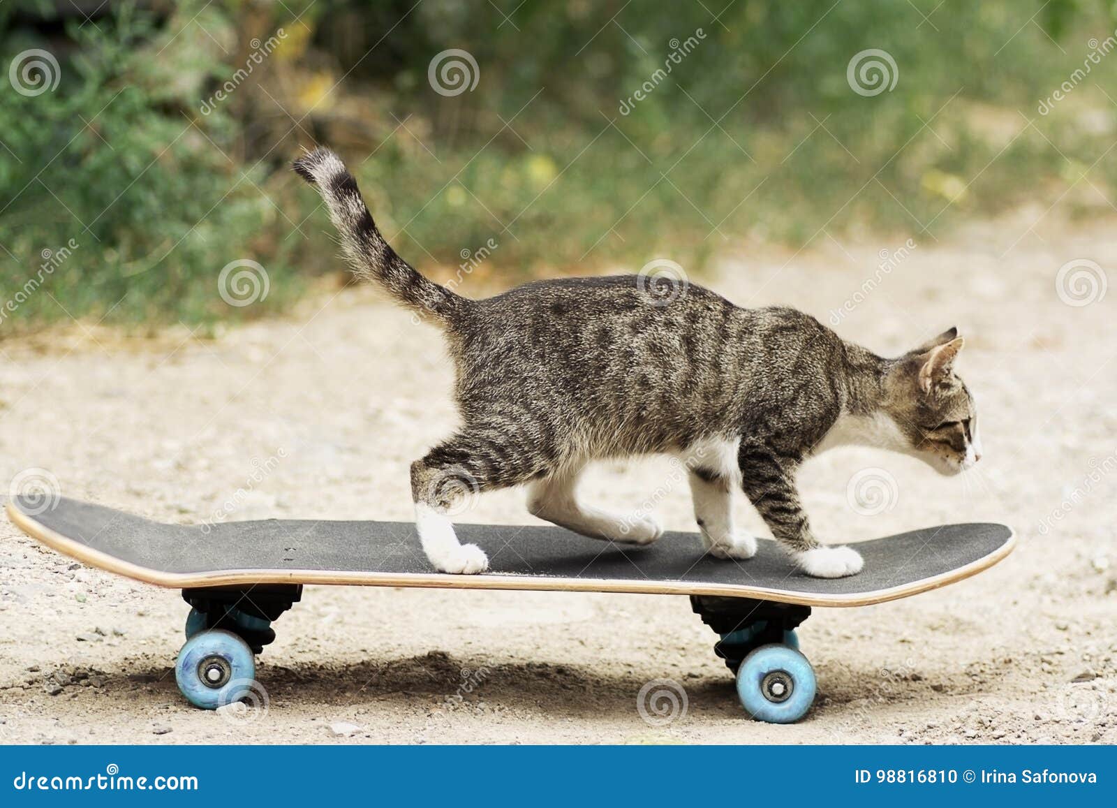 Young Cat on the Skateboard Stock Photo - Image of animal, board: 98816810