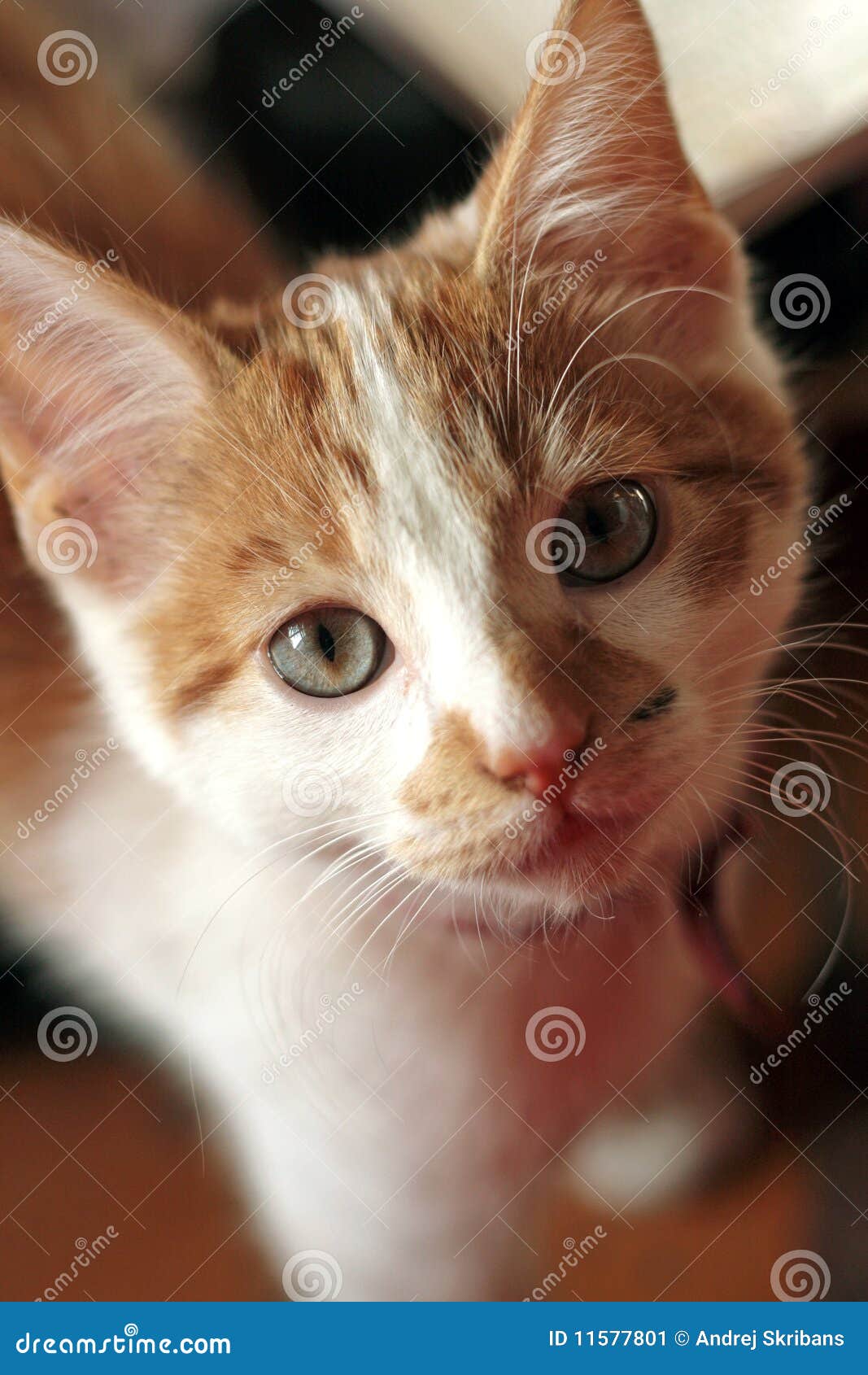 Young cat staring up stock image. Image of whisker, animals - 11577801