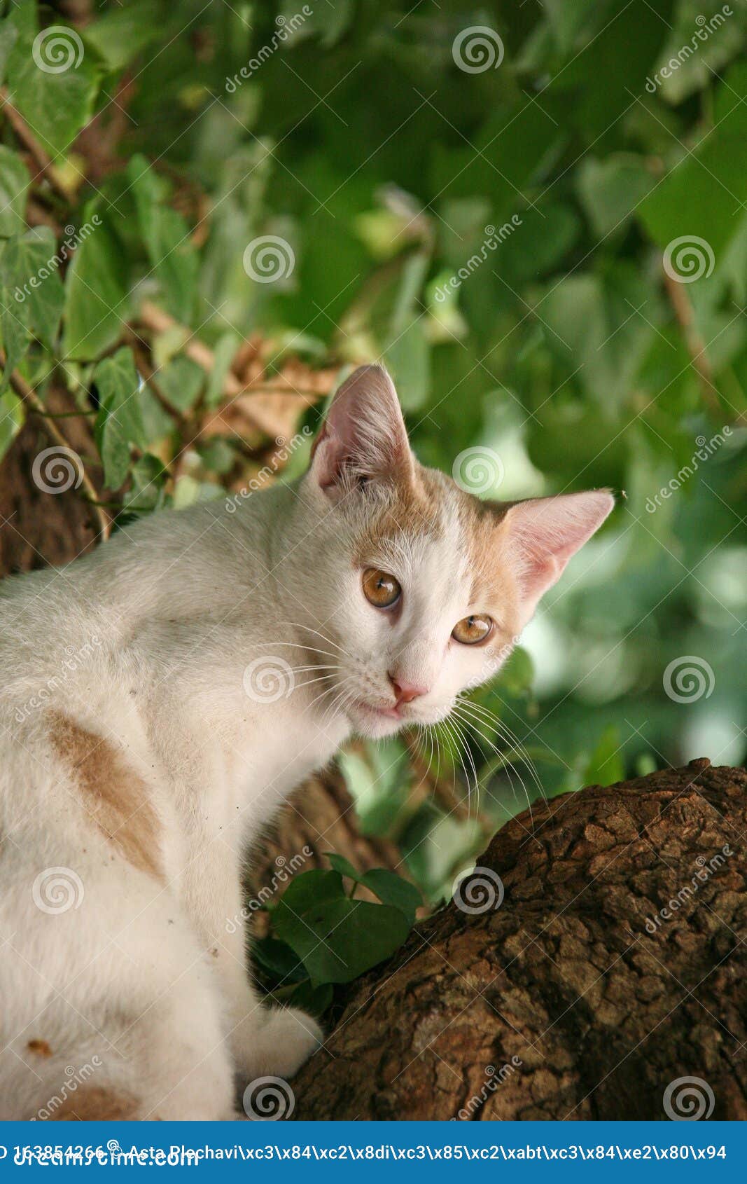 Young Cat in a Tree in Crete Stock Photo - Image of park, green: 163854266