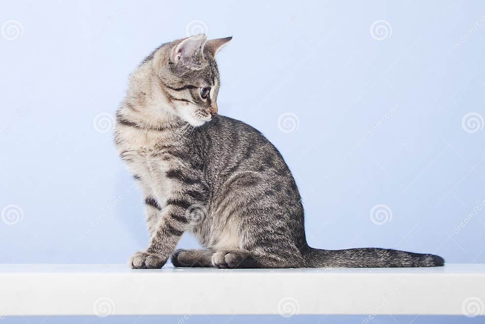 Young Cat Turn Around and Look Back Stock Image - Image of graceful ...