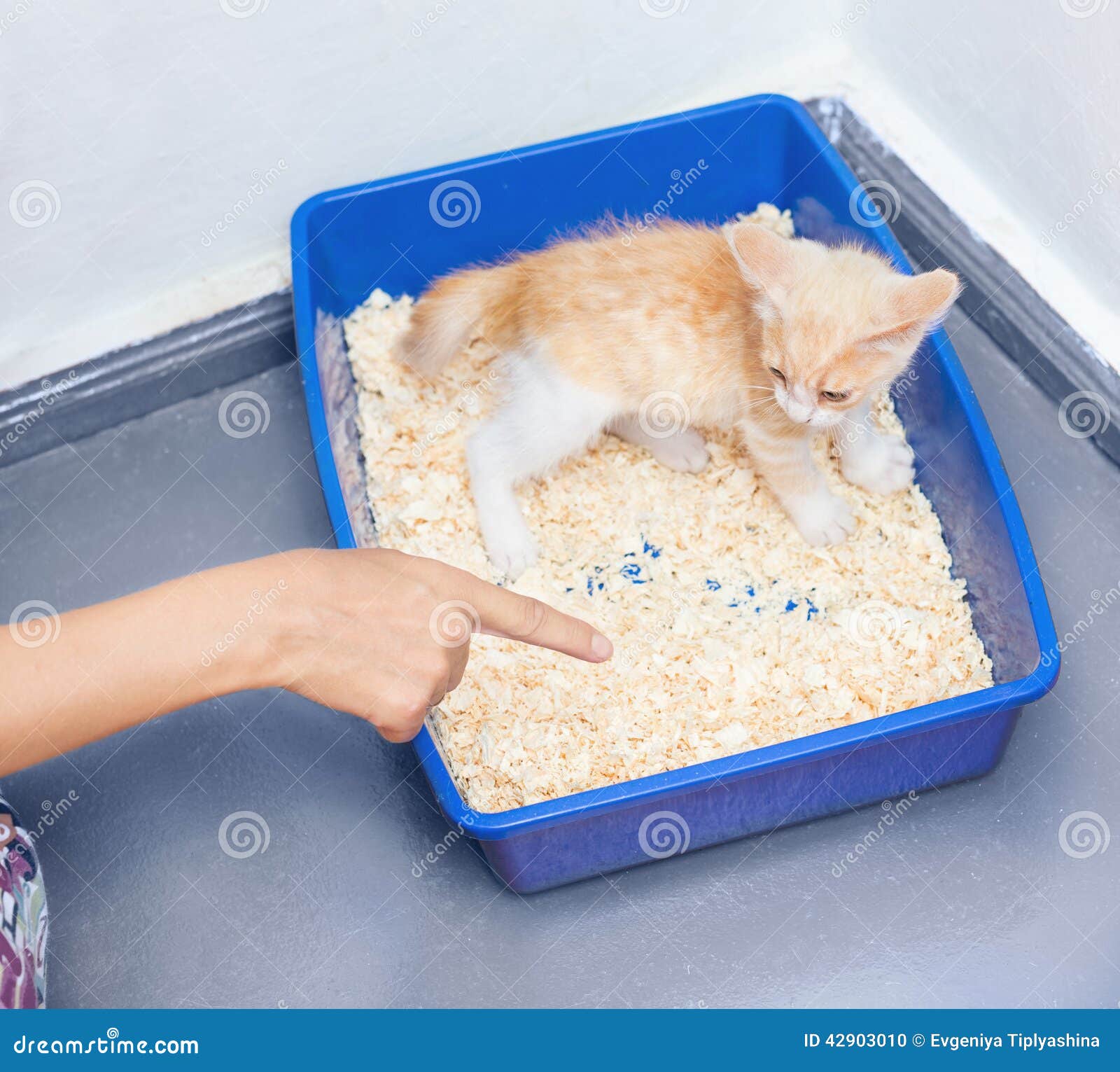 Young cat use the toilet stock photo. Image of scoop - 42903010