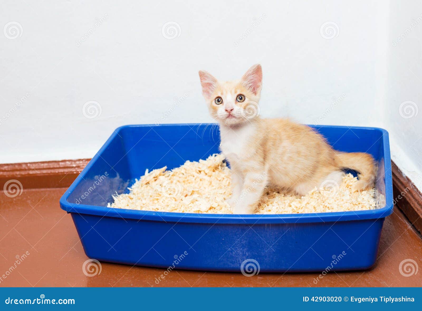 Young cat use the toilet stock photo. Image of green - 42903020
