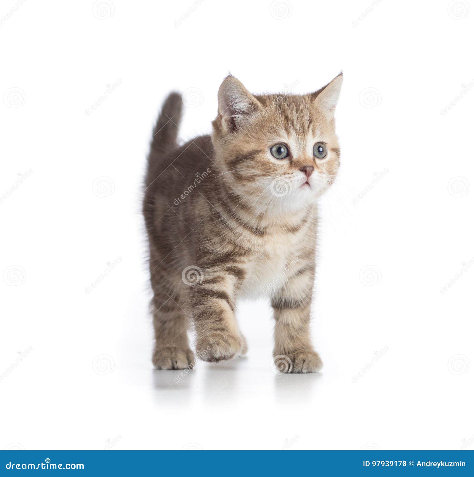 Young Cat Walking Front View Isolated Stock Photo - Image of domestic ...
